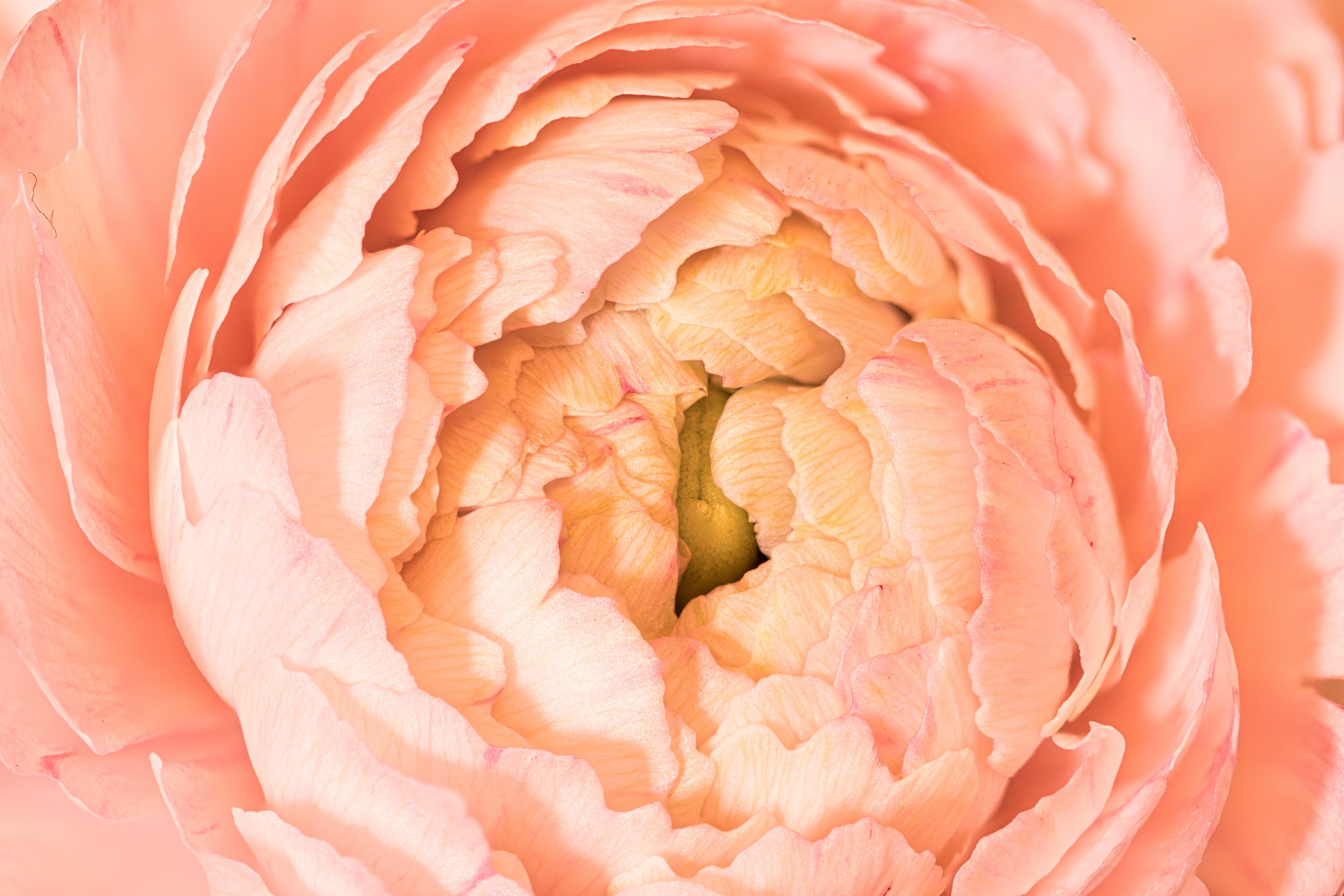 Ranunculus | Scrolller