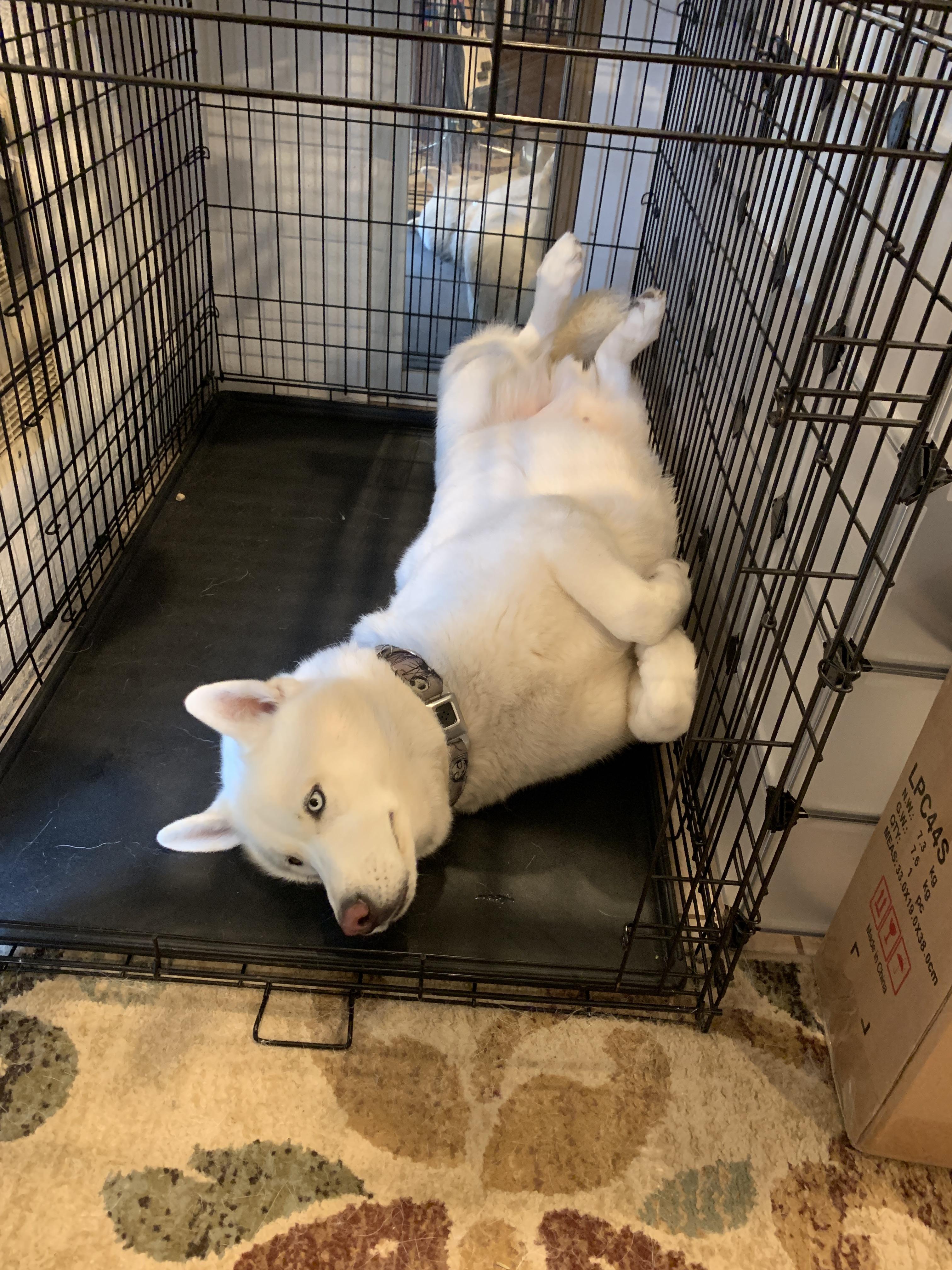 Rare pupper in uncommon pose | Scrolller
