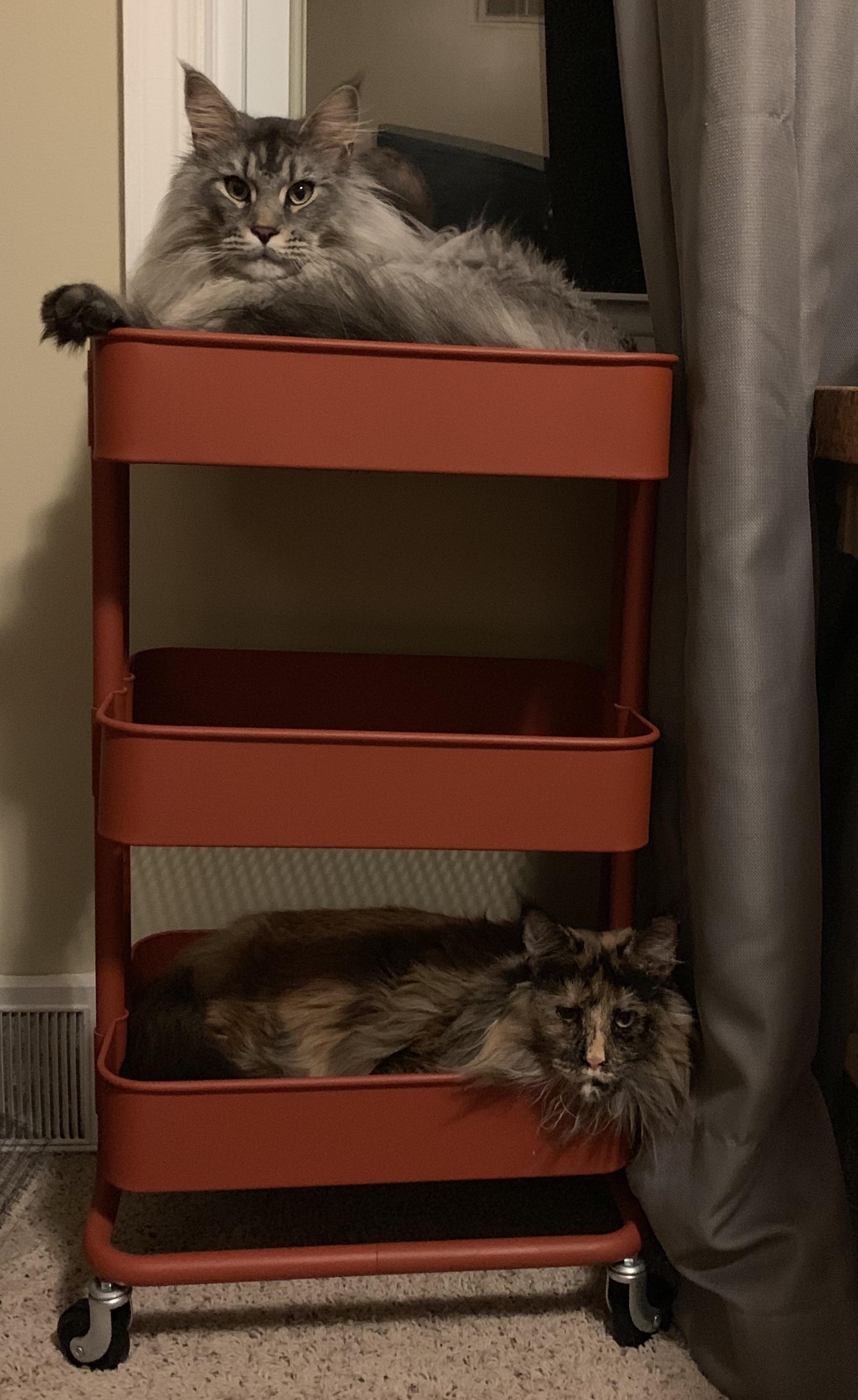 RASKOG cat storage solution | Scrolller