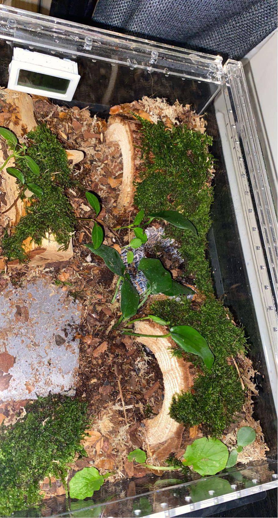 Rate my Bioactive setup!!! | Scrolller