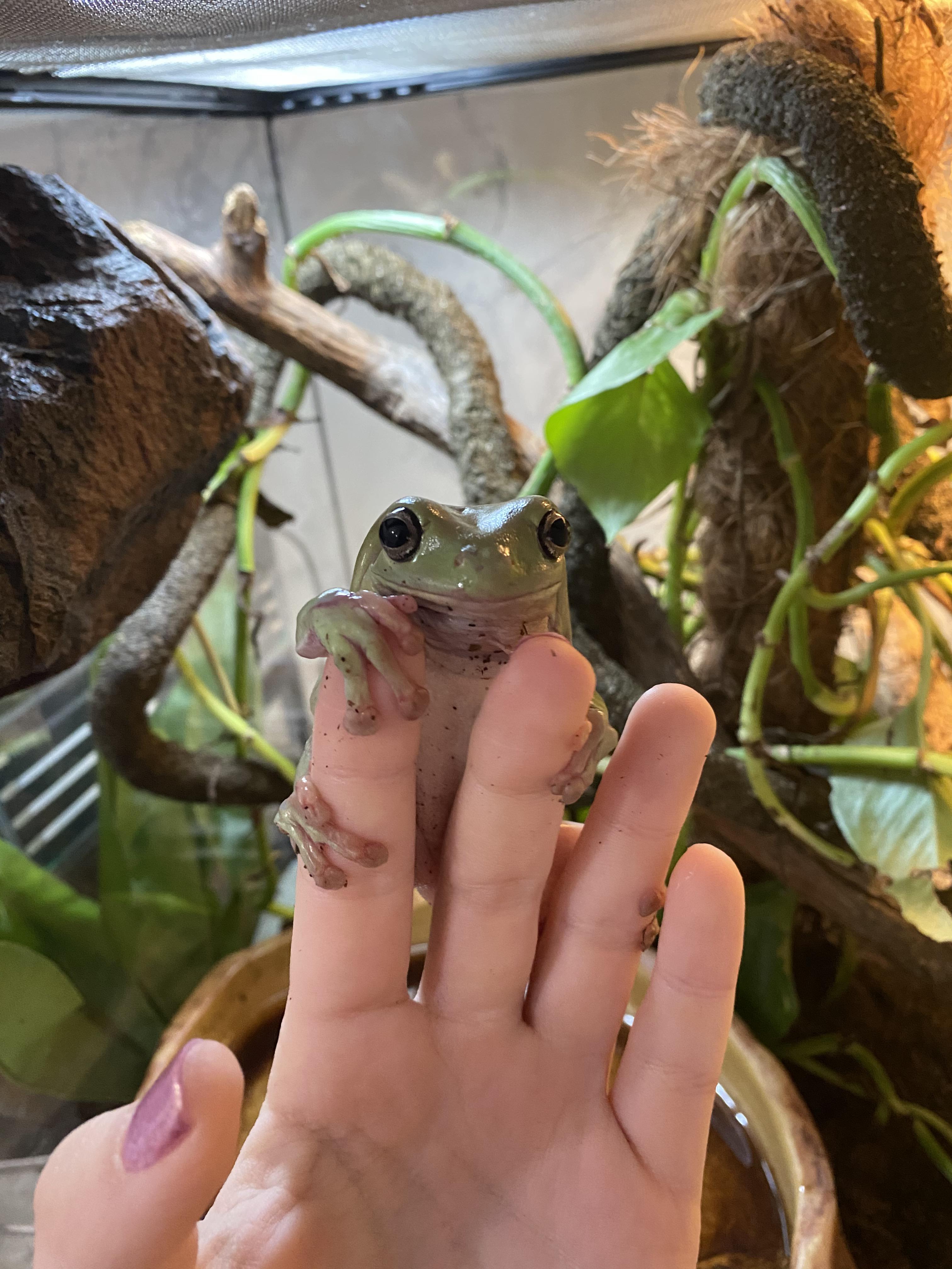 Rate my frog | Scrolller