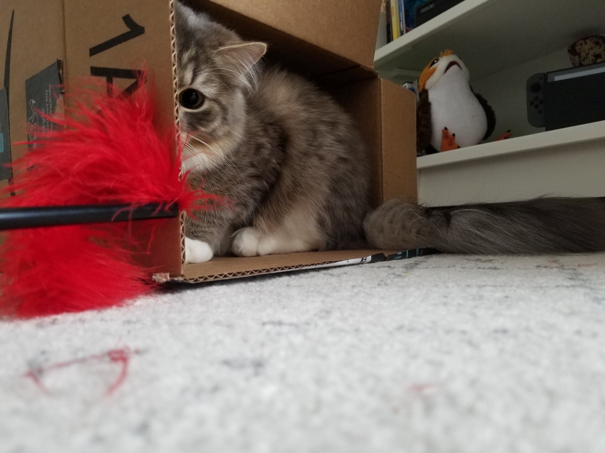 ready to attack!!! | Scrolller