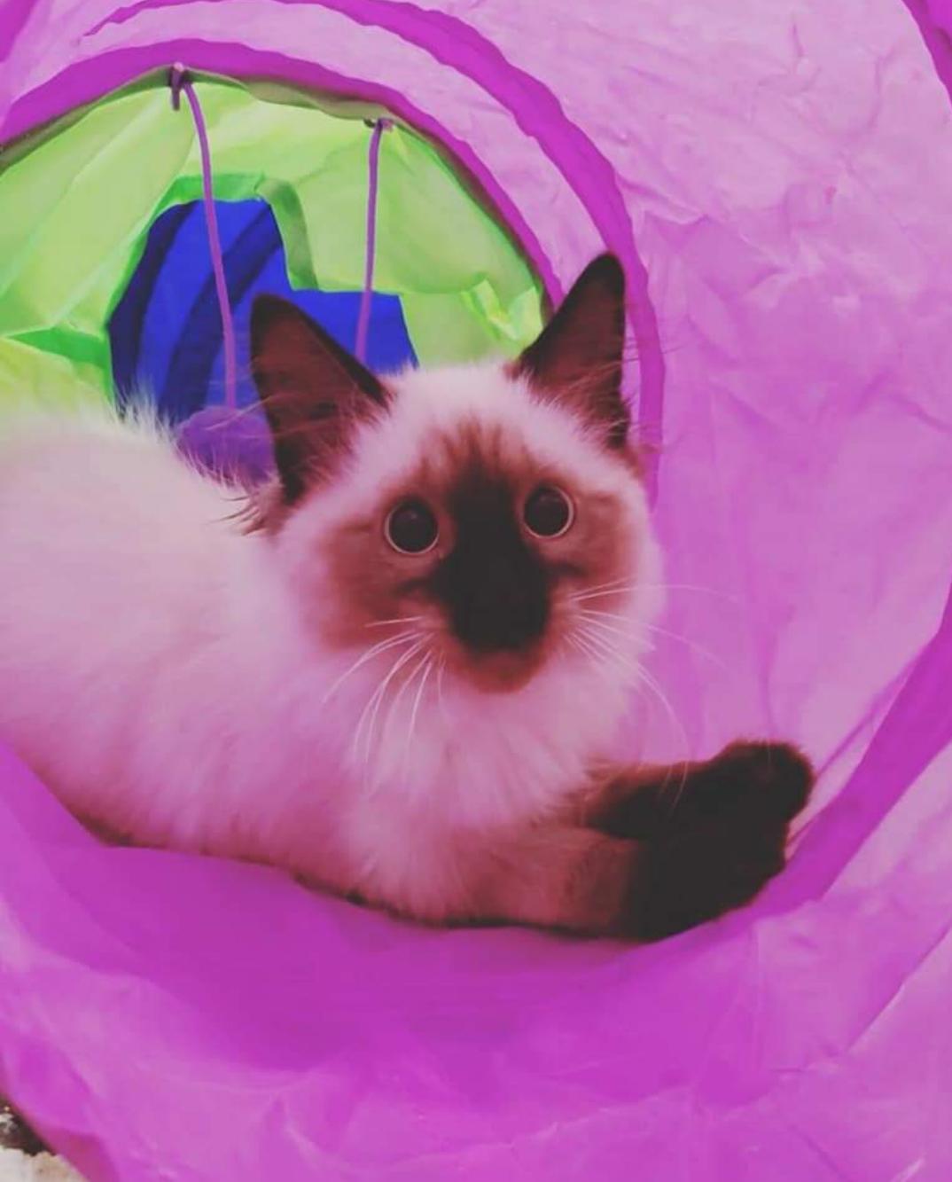 Ready to attack! | Scrolller