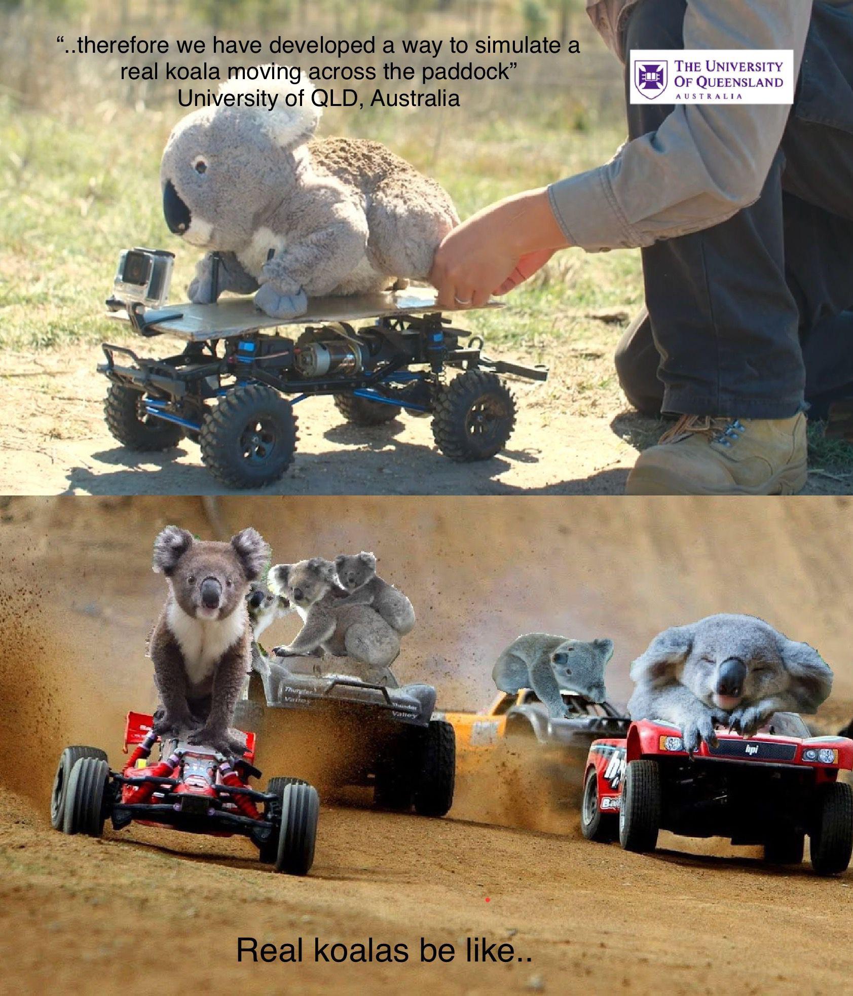 Real koalas 🐨 | Scrolller