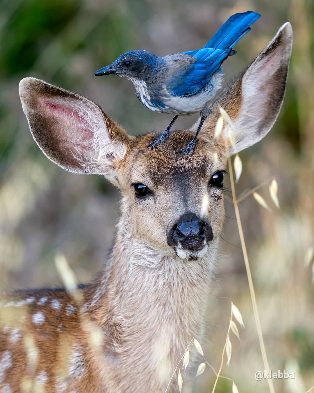Real Life Bambi By Klebba Scrolller