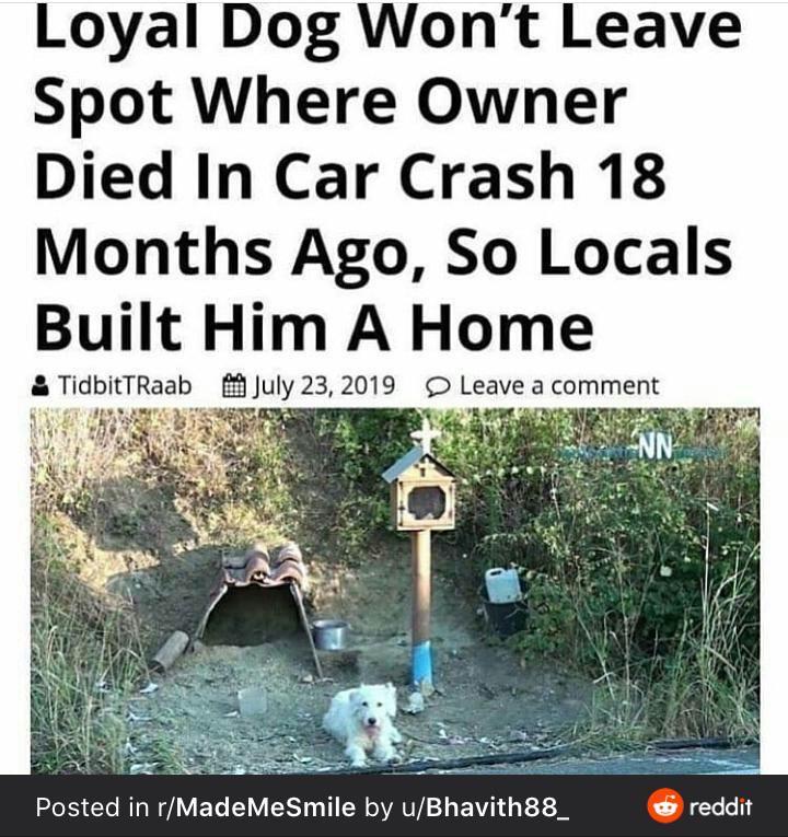 Real life Seymour. We don’t deserve dogs. | Scrolller