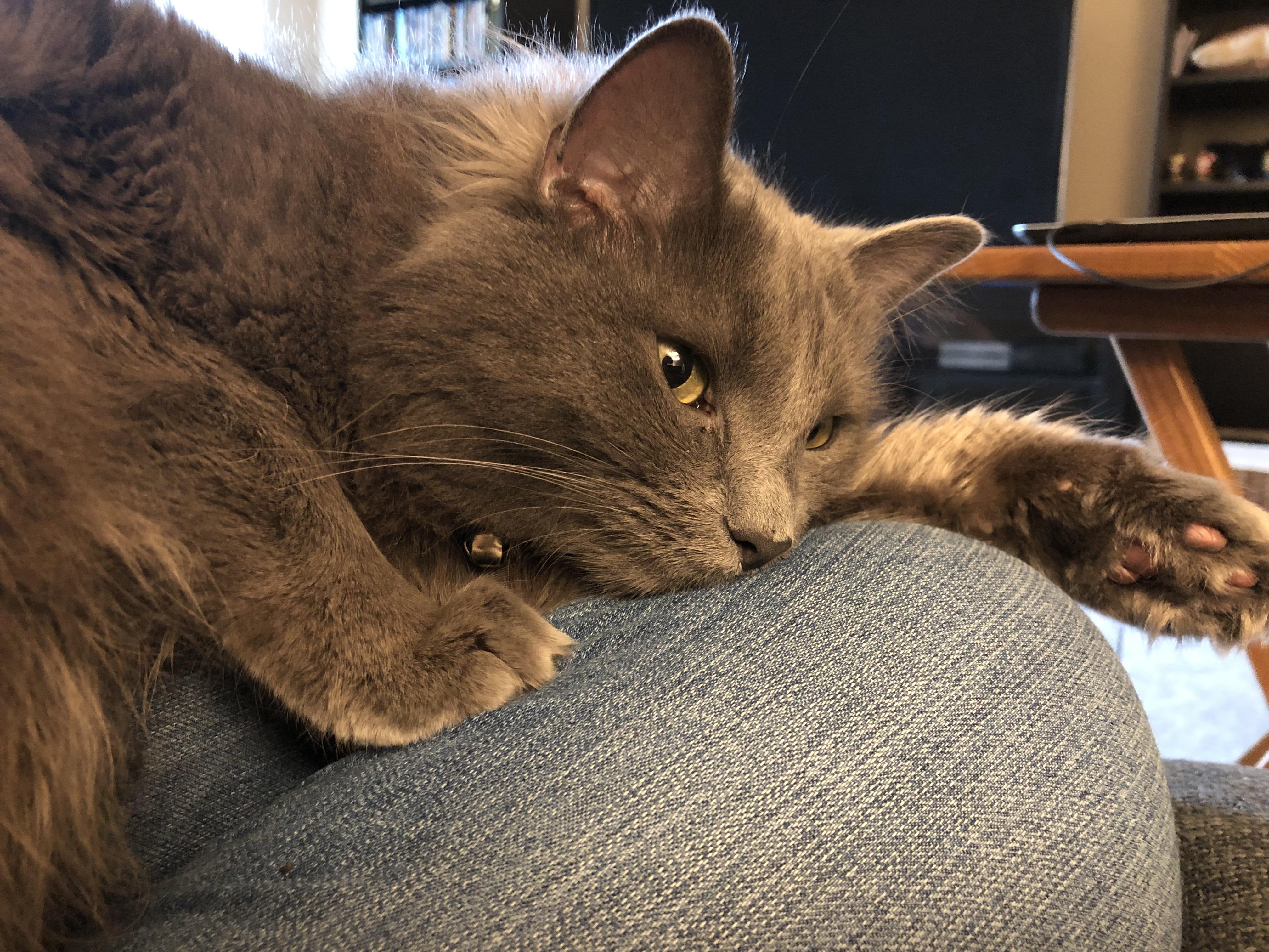 Recently discovered this subreddit and needed to share my (possible) nebelung. Everyone, meet ...