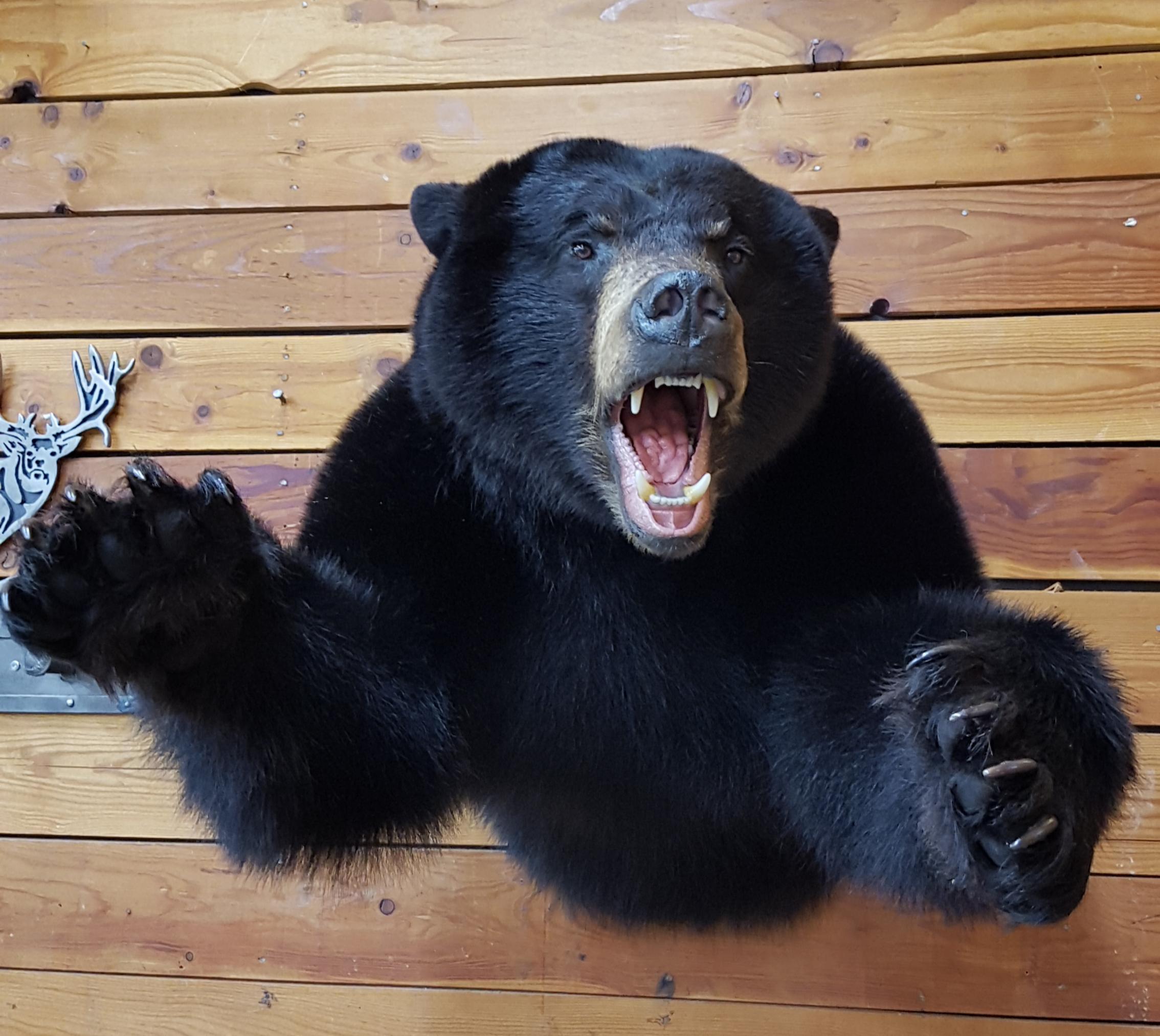 Recently done bear. | Scrolller