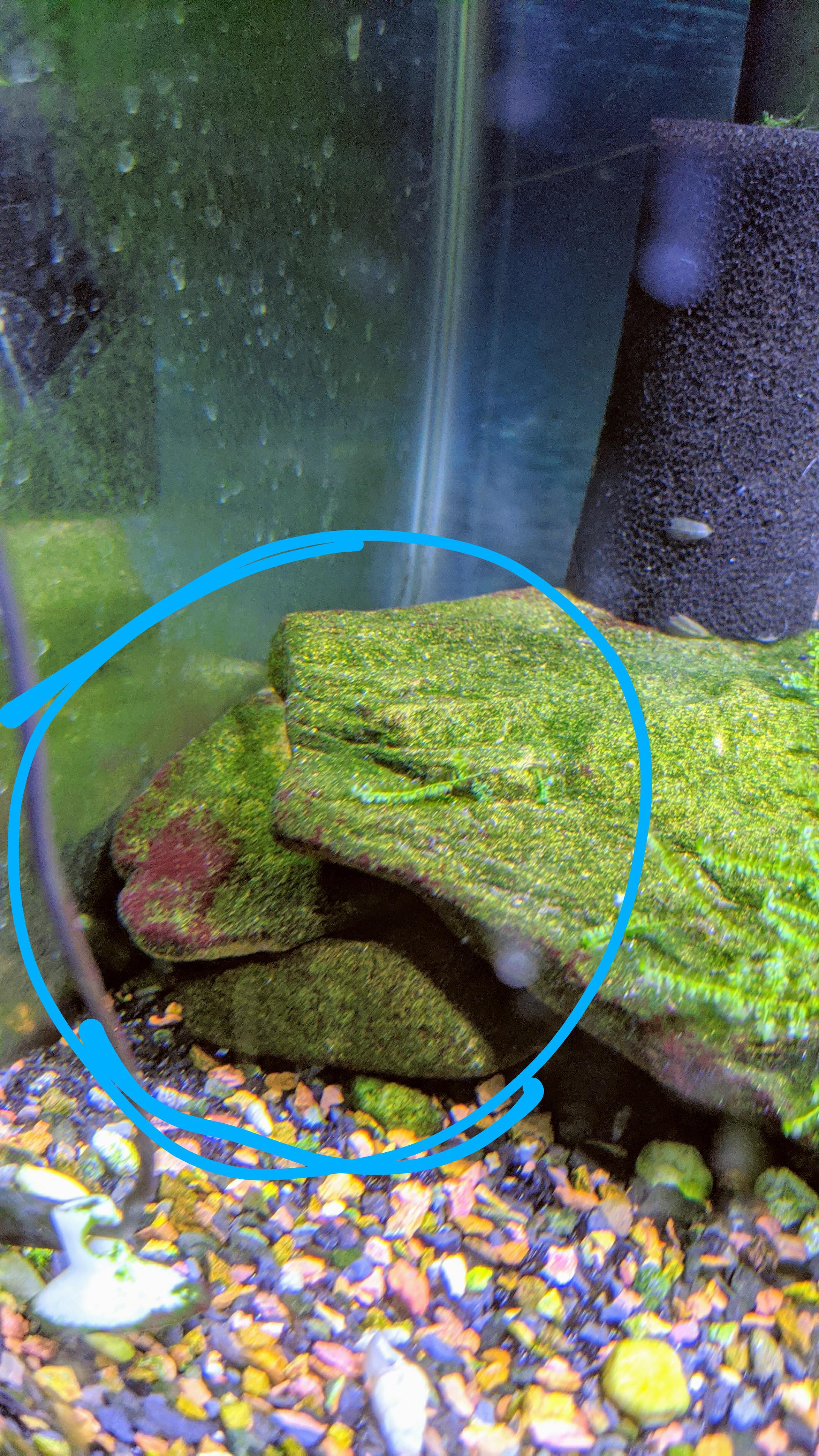 Red algae? | Scrolller