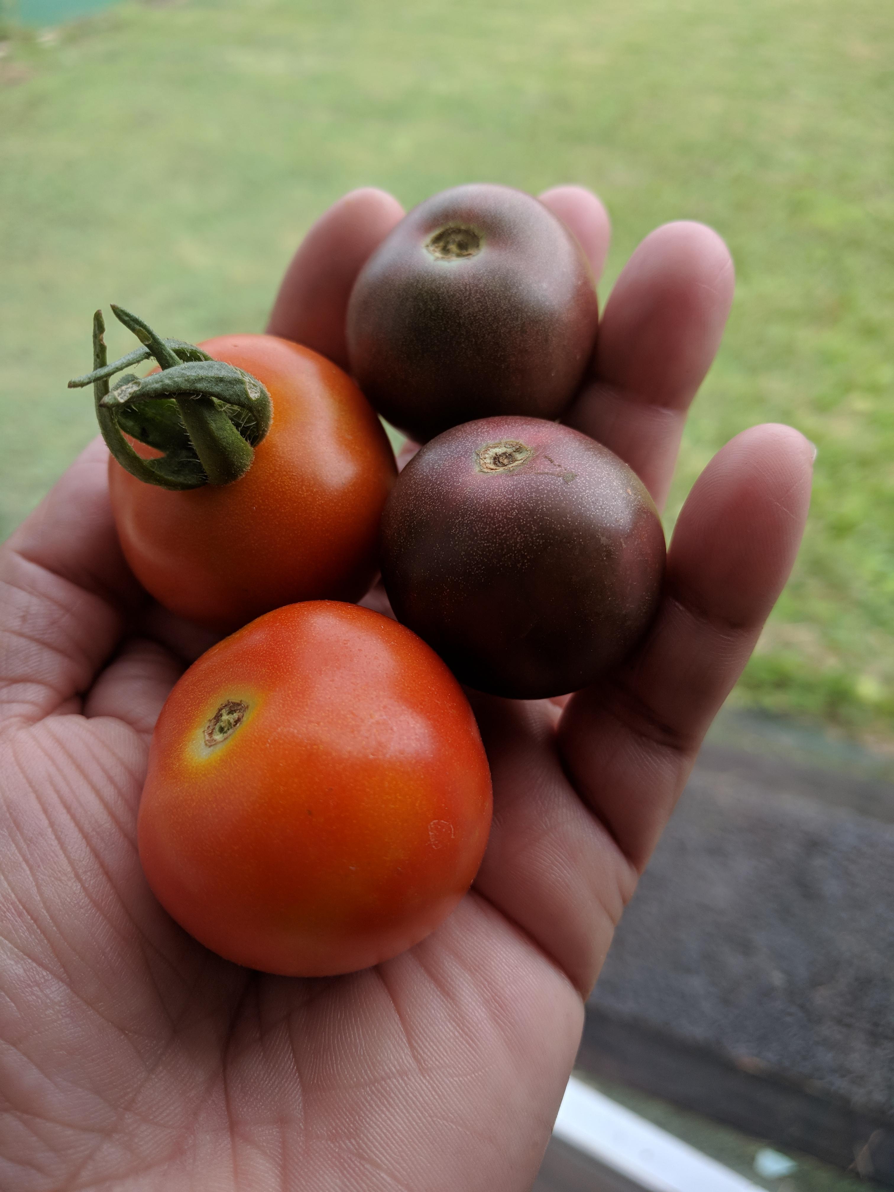 Red and Black cherry tomatoes | Scrolller