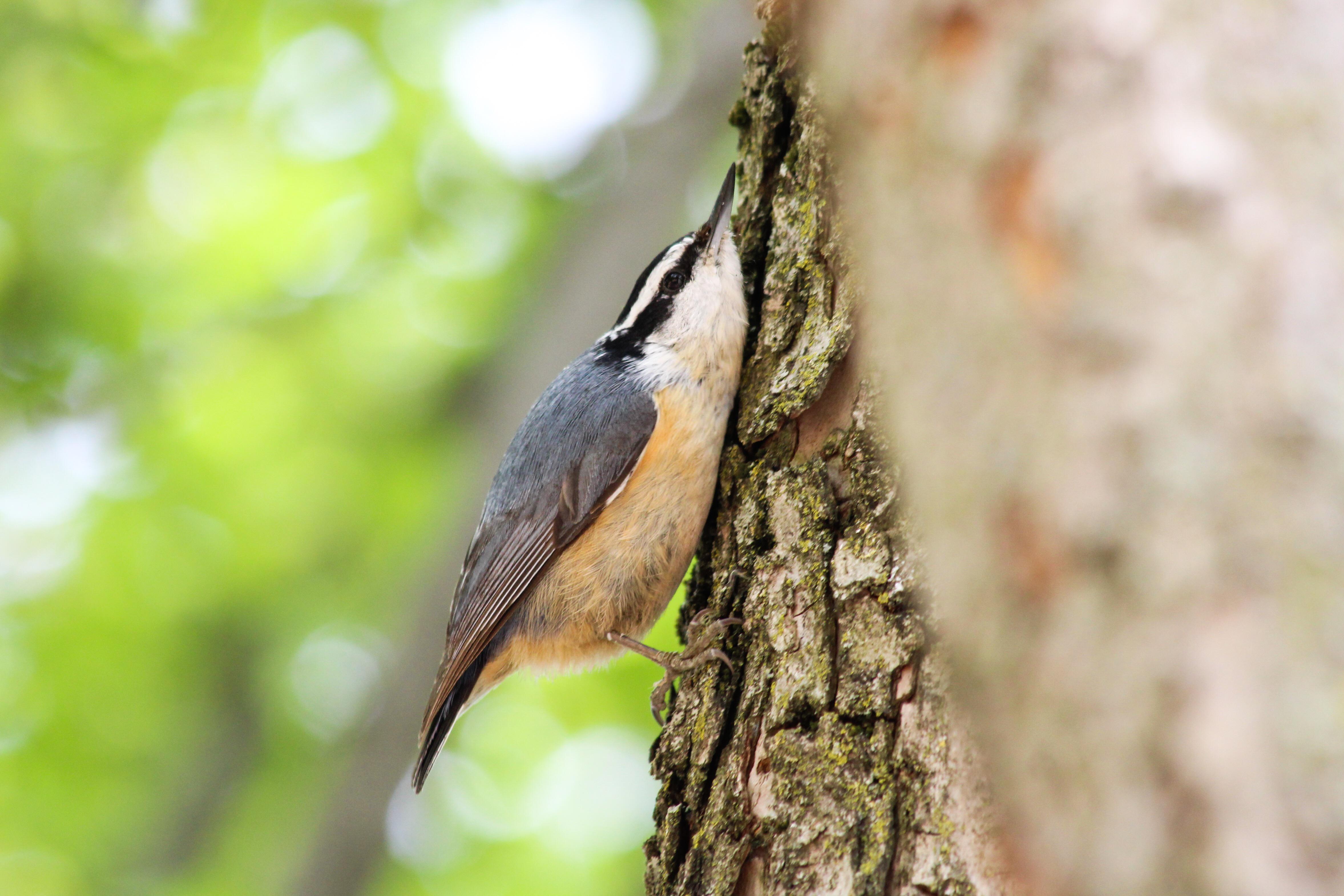 Red-Breasted Nuthatch | Scrolller