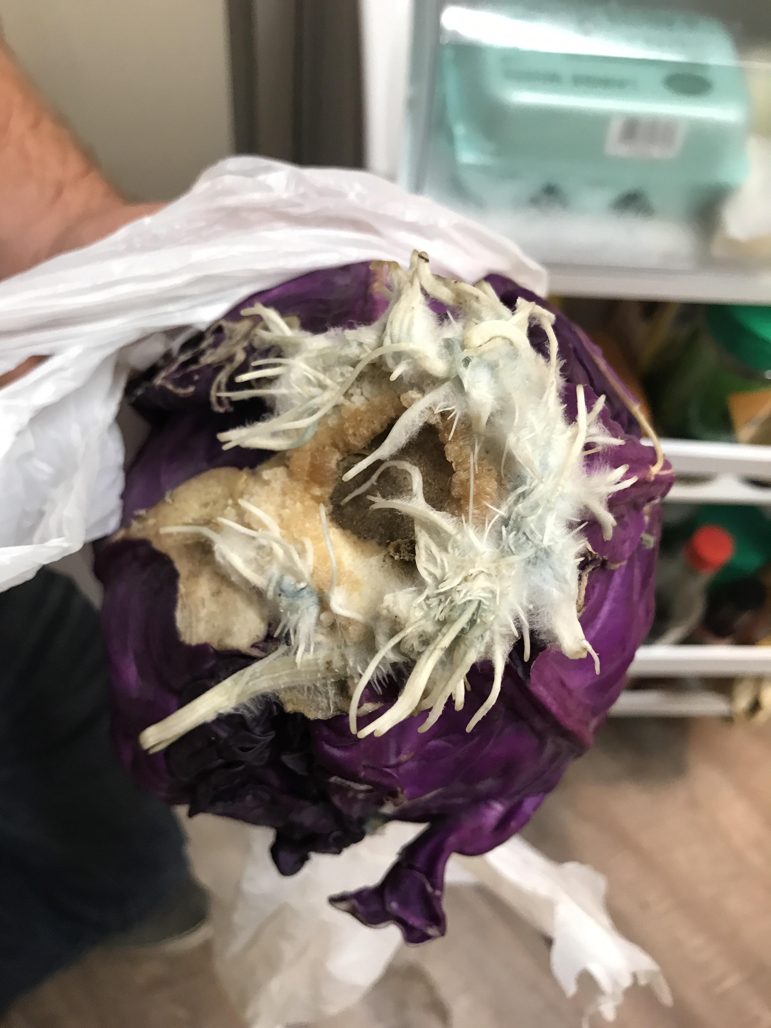 Red cabbage mold | Scrolller