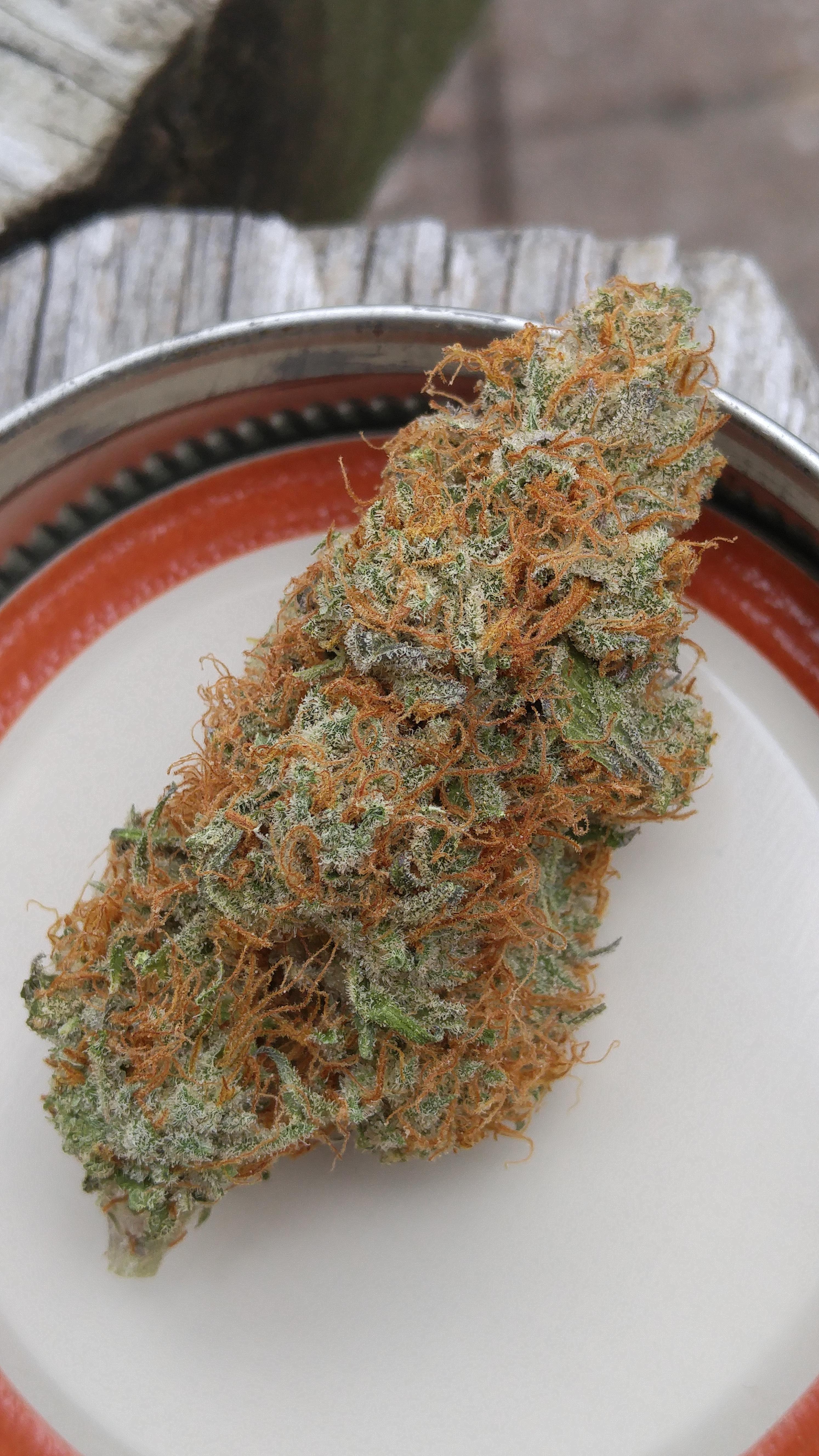 Red Congolese - AC Medical - November 2020 | Scrolller