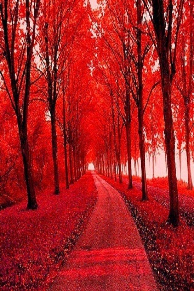 RED forest | Scrolller