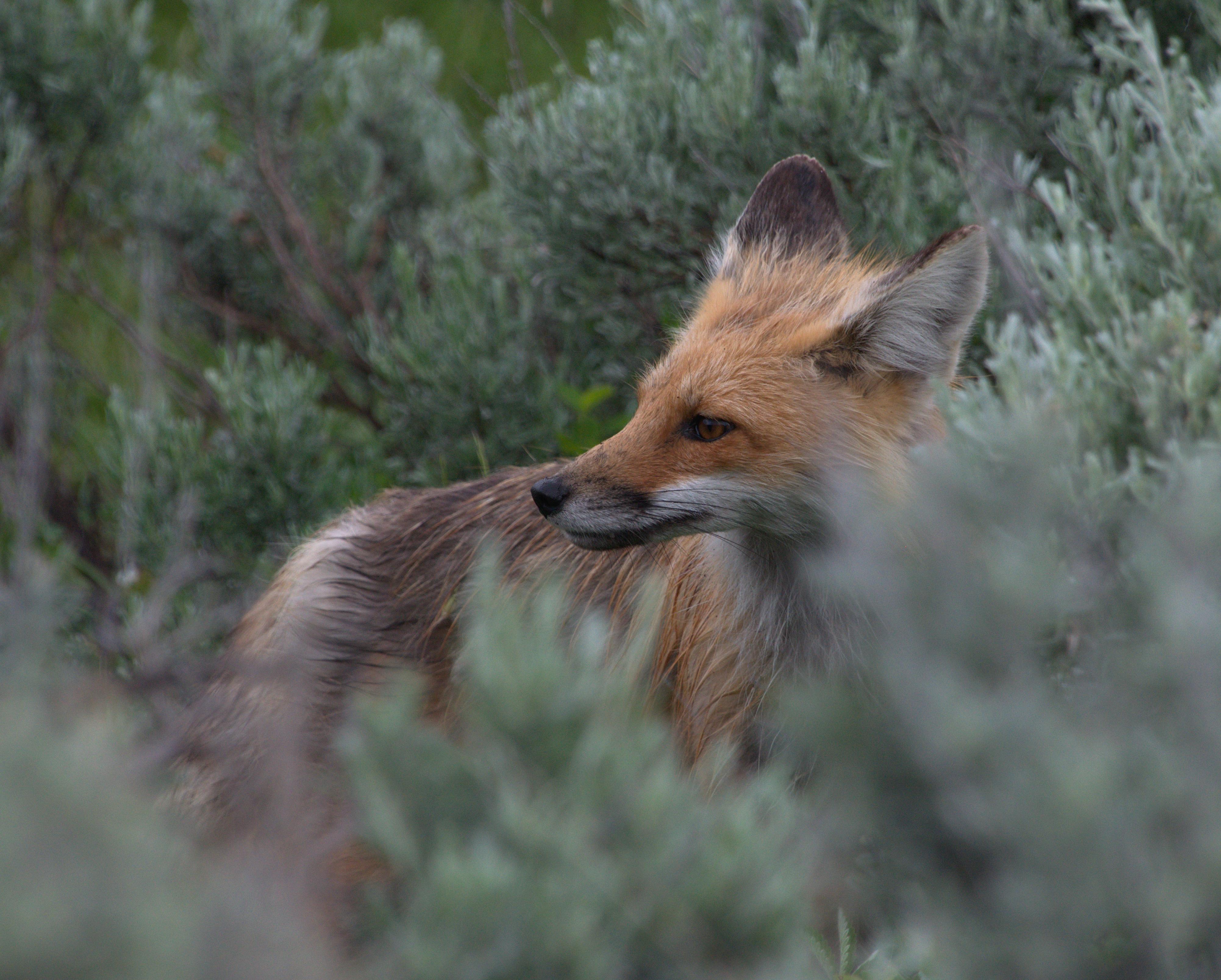 Discover more like Wildlifephotography: Red Fox in Yellowstone's Lamar Valley and Related ...