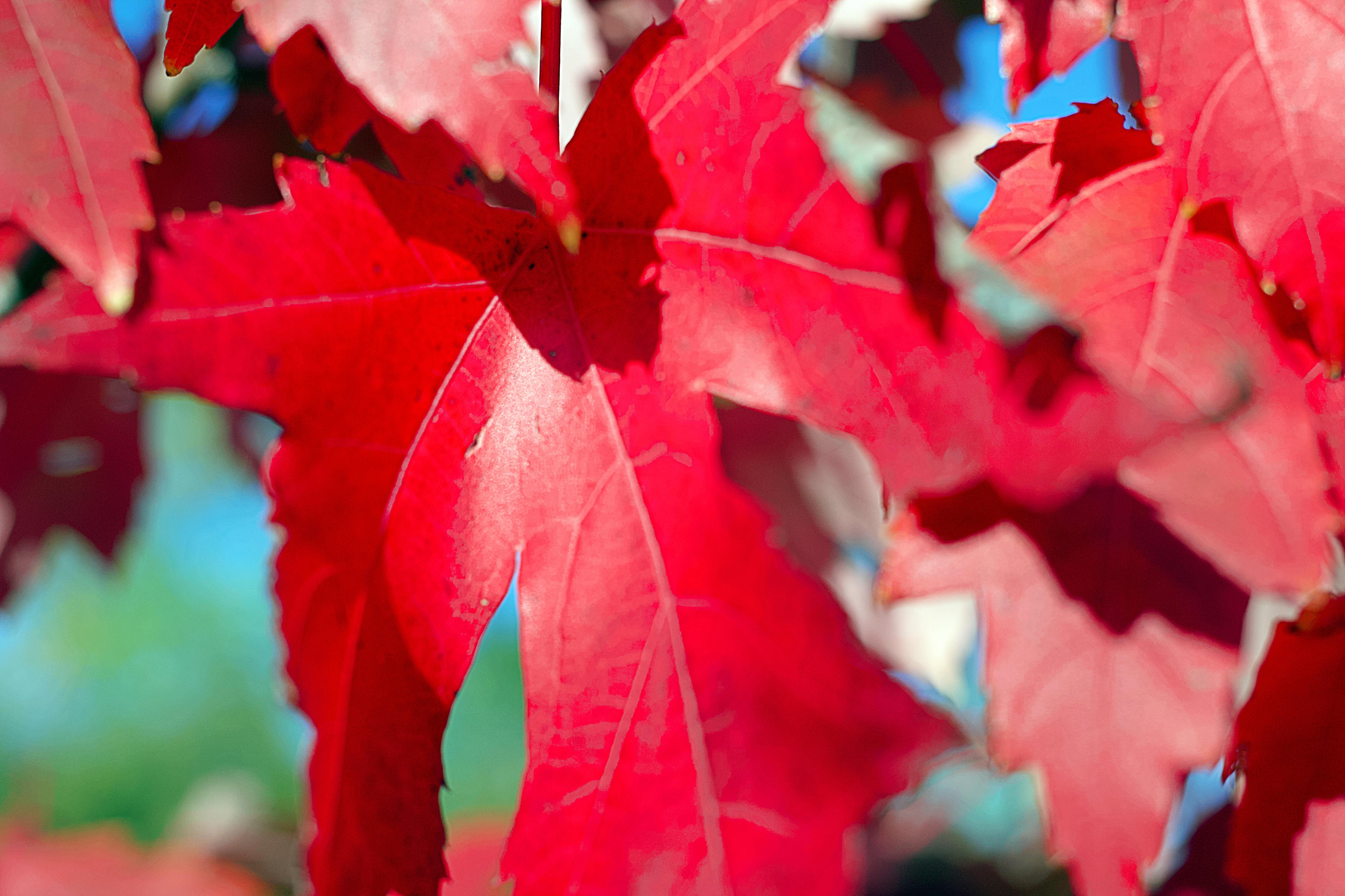 Red Maple Leaf | Scrolller