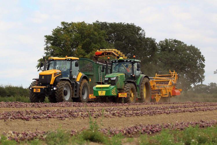 Red Onion Harvest, Suffolk, UK | Scrolller