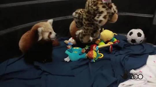 Red panda loves his toys | Scrolller