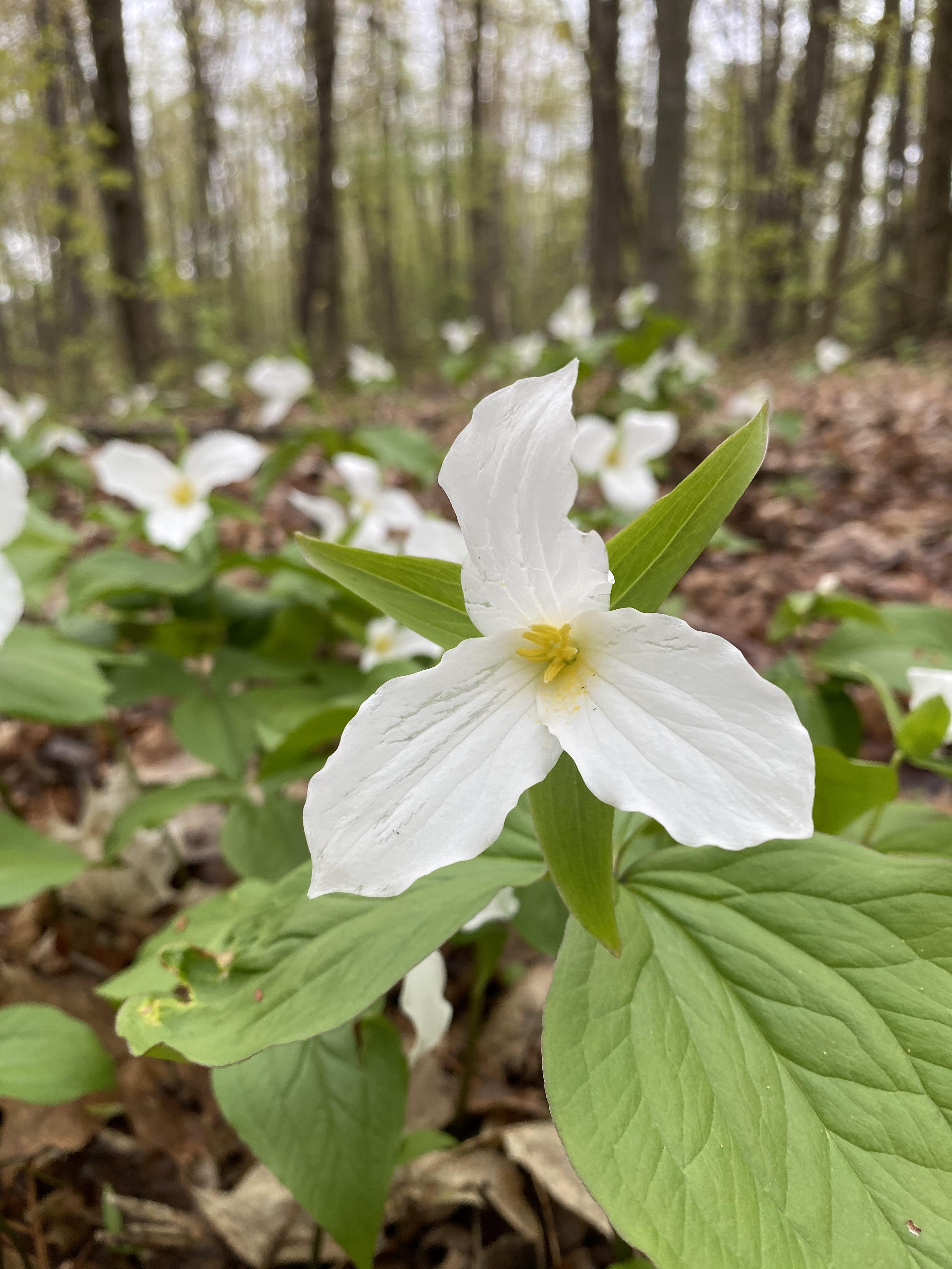 Red Rocks, Vermont | Scrolller