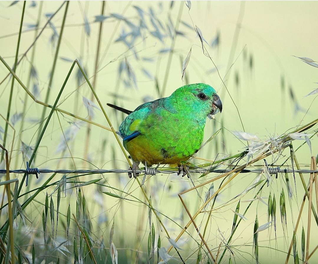 Red rumped parrot enjoying some grass seeds this evening. | Scrolller