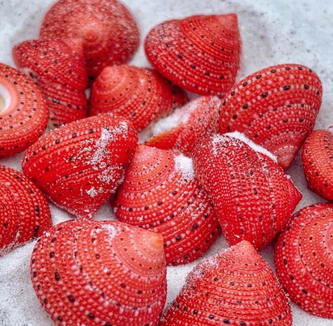 Red Shells | Scrolller