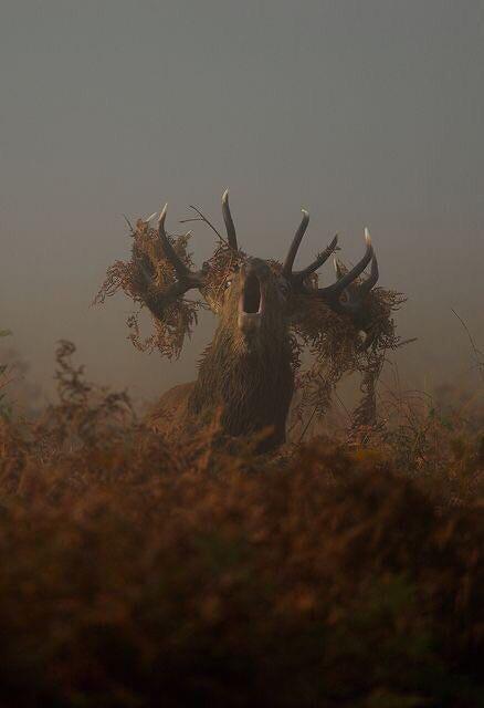 Red stag screaming in the Scottish Highlands | Scrolller