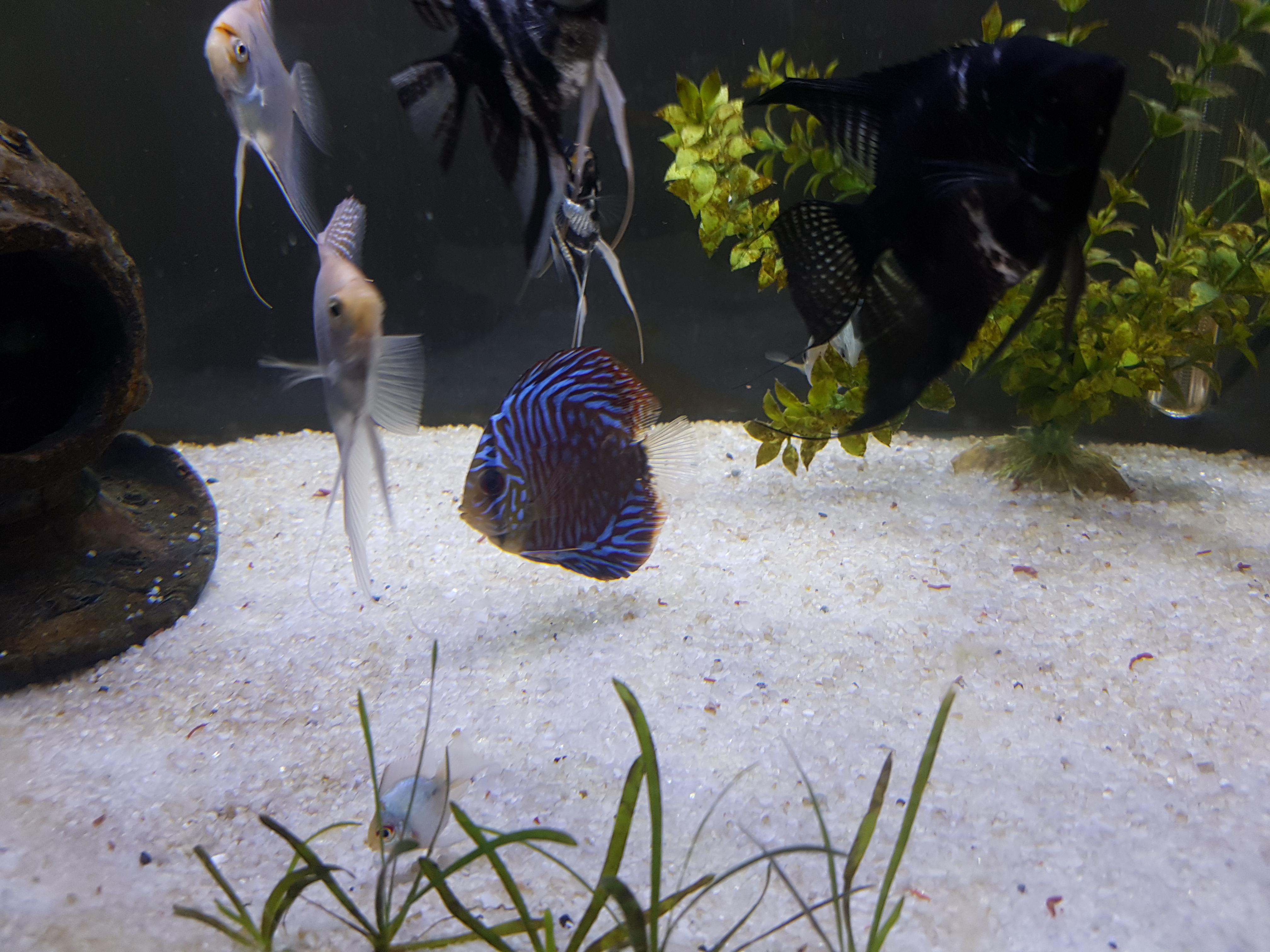 Red turquoise discus | Scrolller