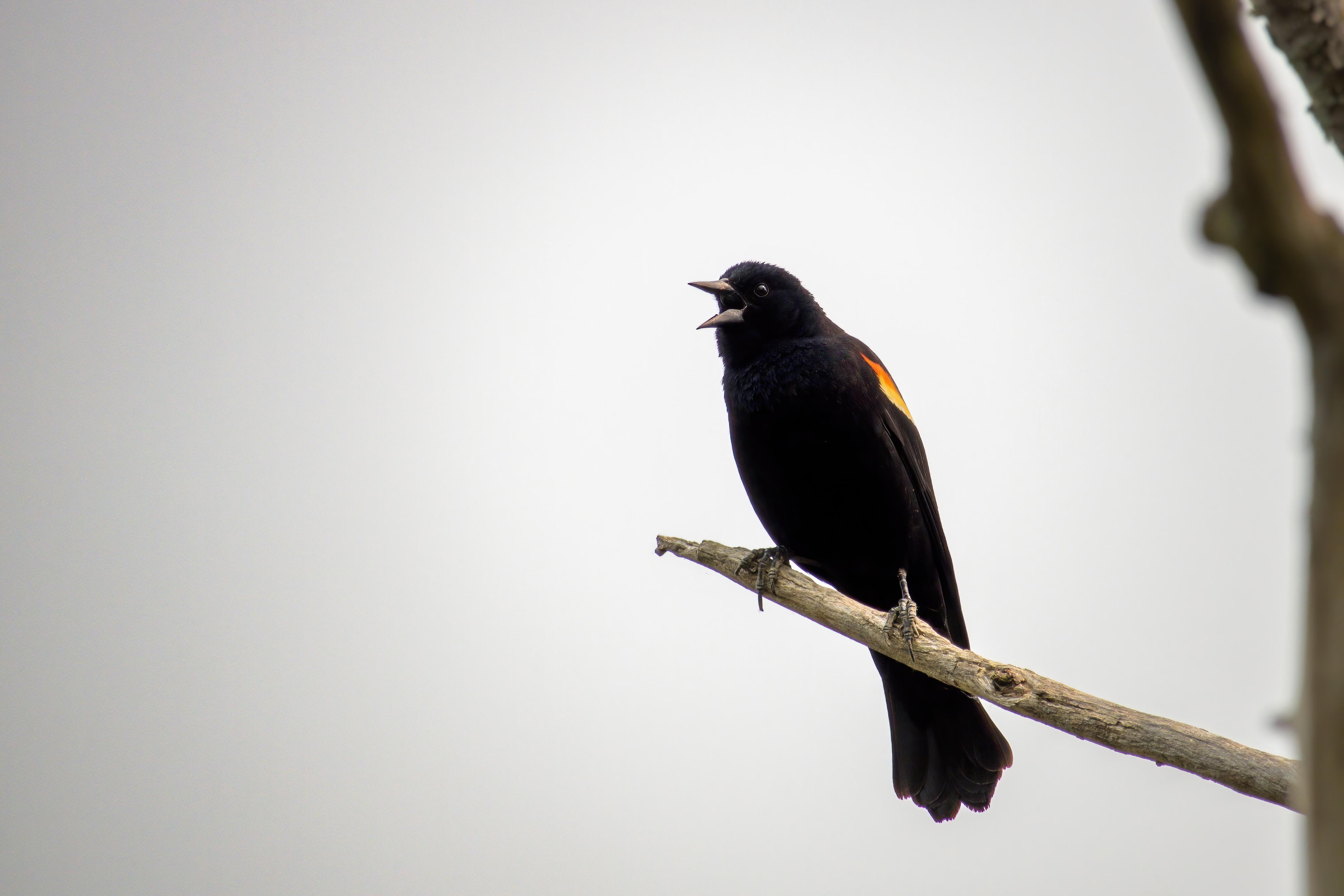 Red Winged Blackbird | Scrolller