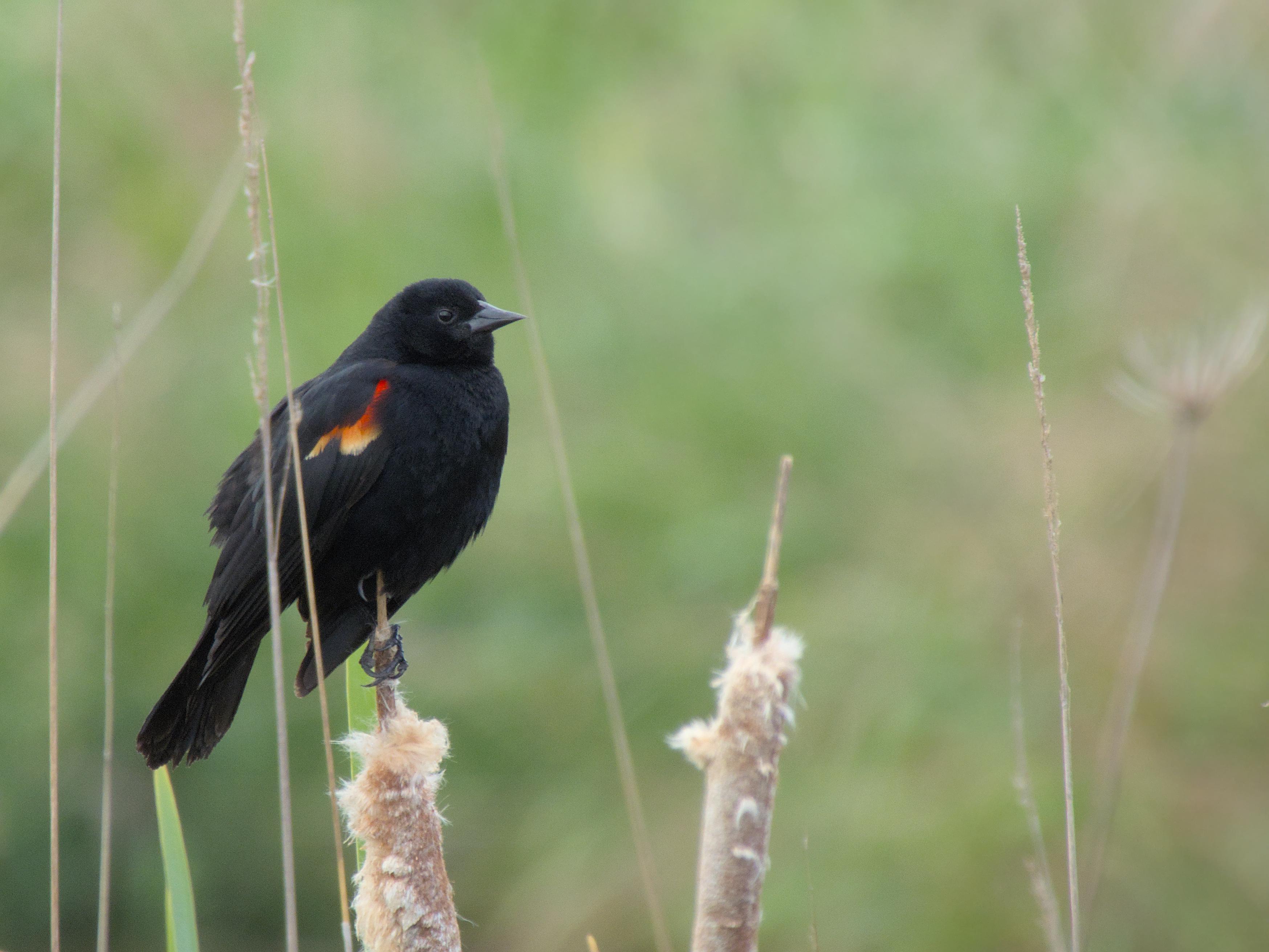 Red-winged Blackbird, Oregon | Scrolller