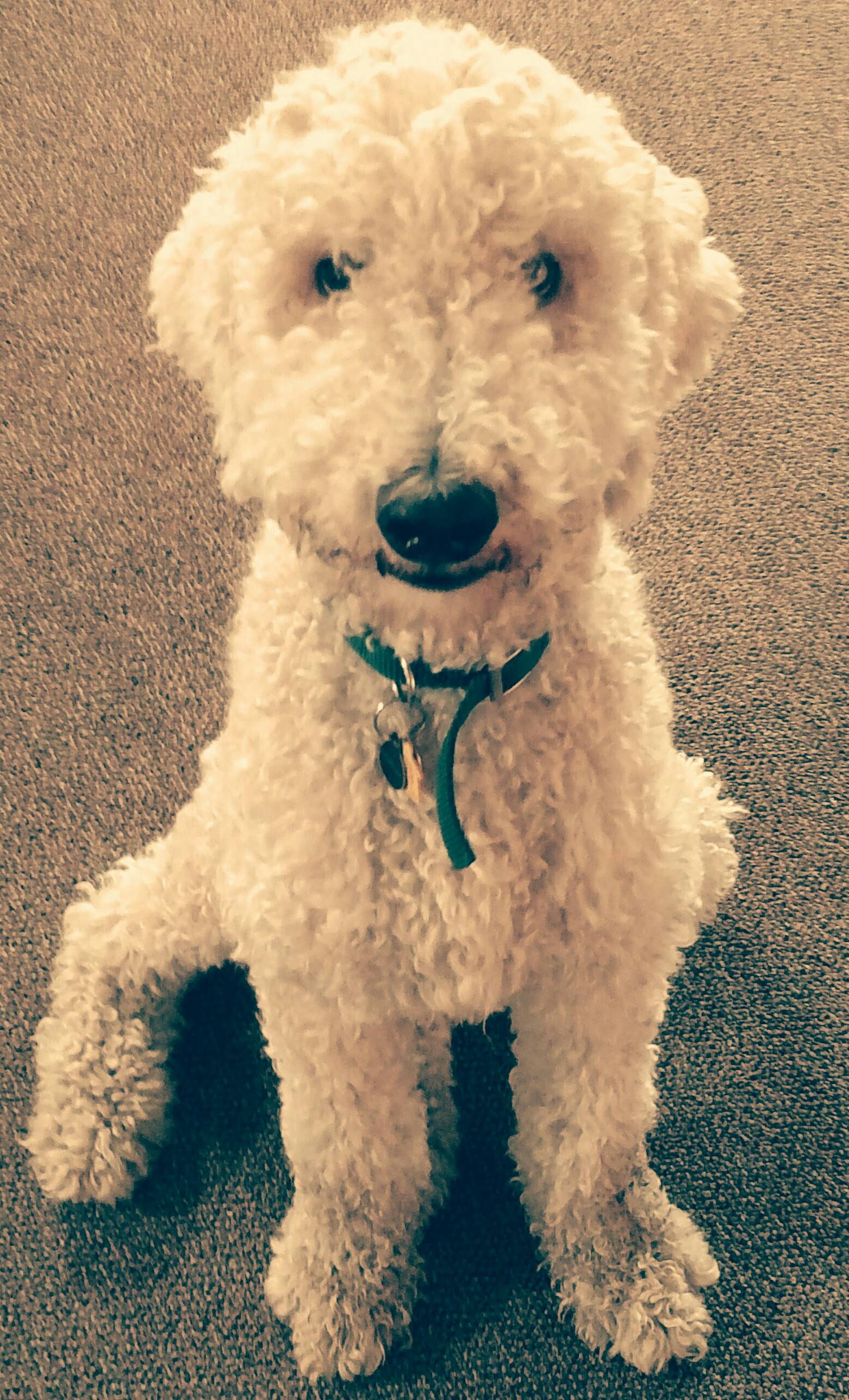 Reddit, meet Charley. | Scrolller