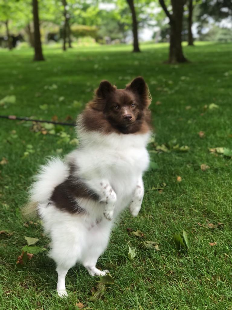 Reddit, meet Harley. | Scrolller