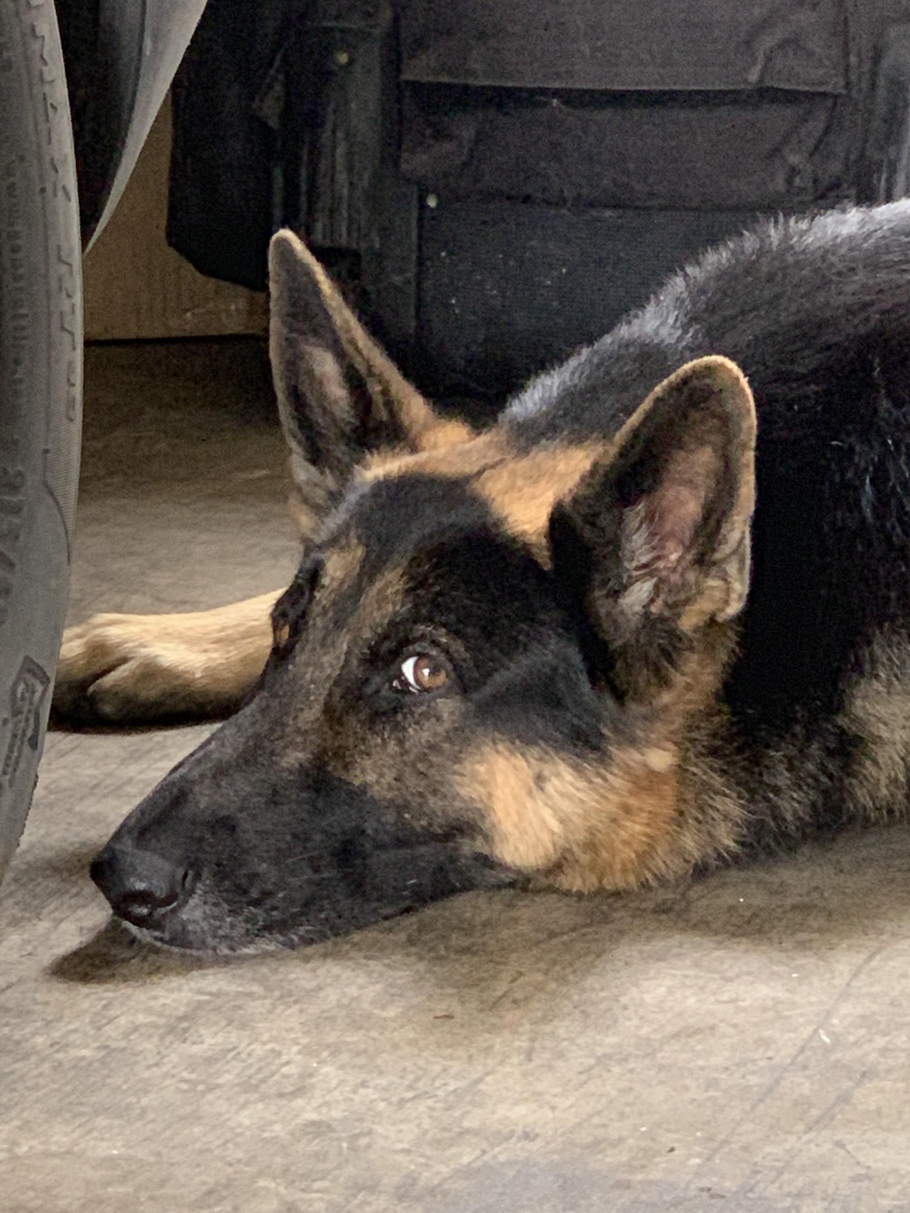 Reddit meet Max AKA Matikajekaje | Scrolller