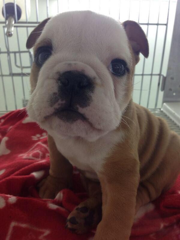 Reddit, meet my beautiful man otis! | Scrolller