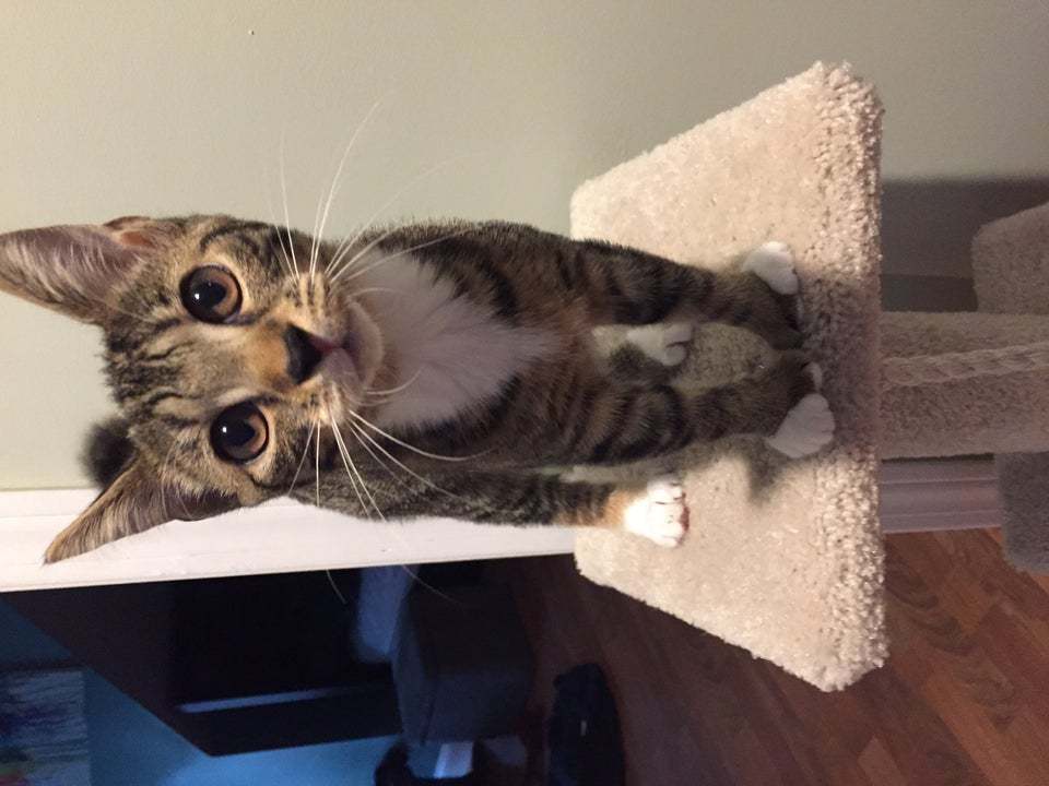 Reddit meet my kitty Luna, she's a bobtail with 6 toes on each foot. She's perfect! | Scrolller