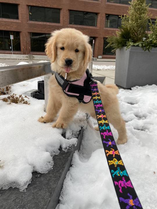 Reddit meet Nora, my new 9-week old bestie derp! | Scrolller