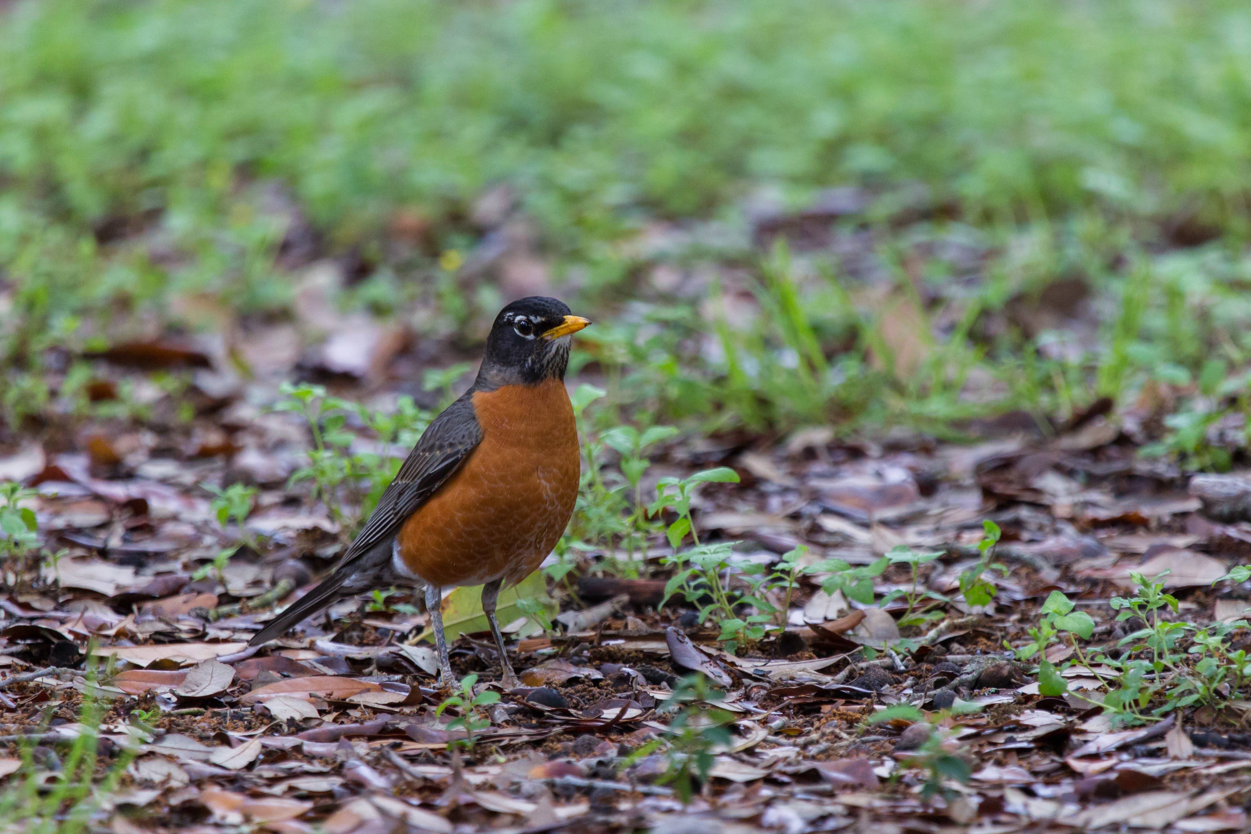 Reeeeed Robin | Scrolller