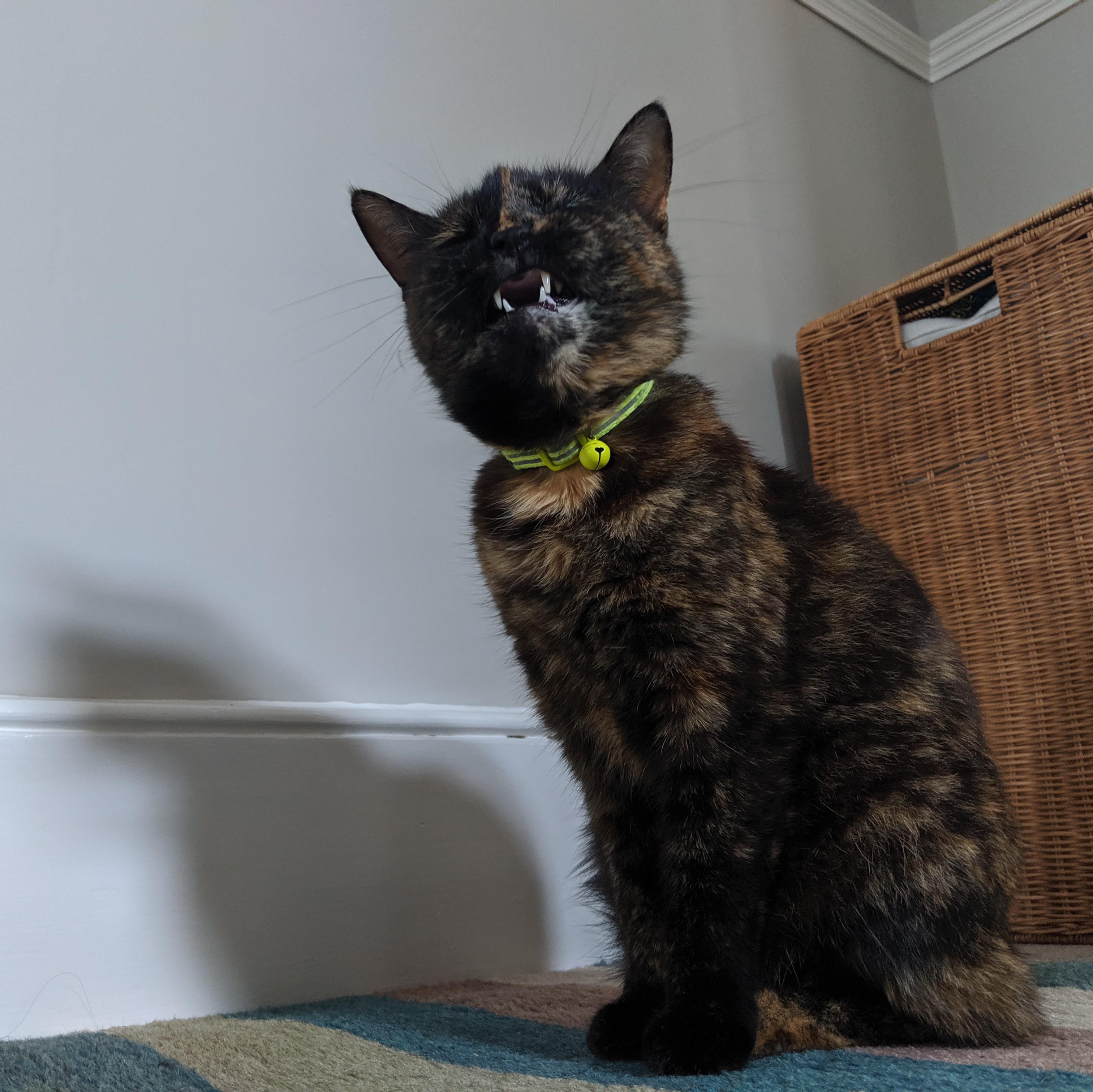 Regal scrunge | Scrolller