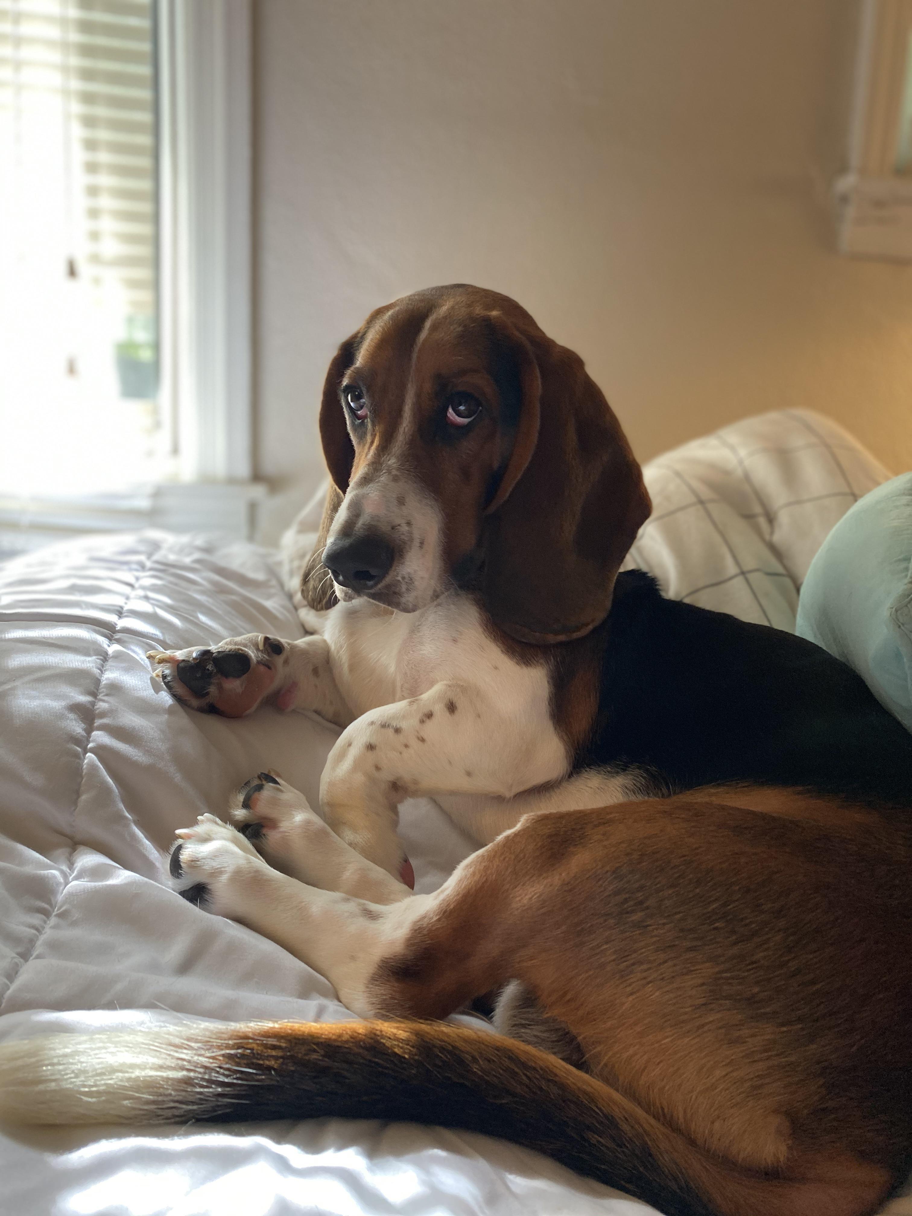 Regal Winston | Scrolller