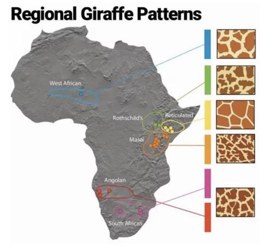 Regional giraffe patterns | Scrolller