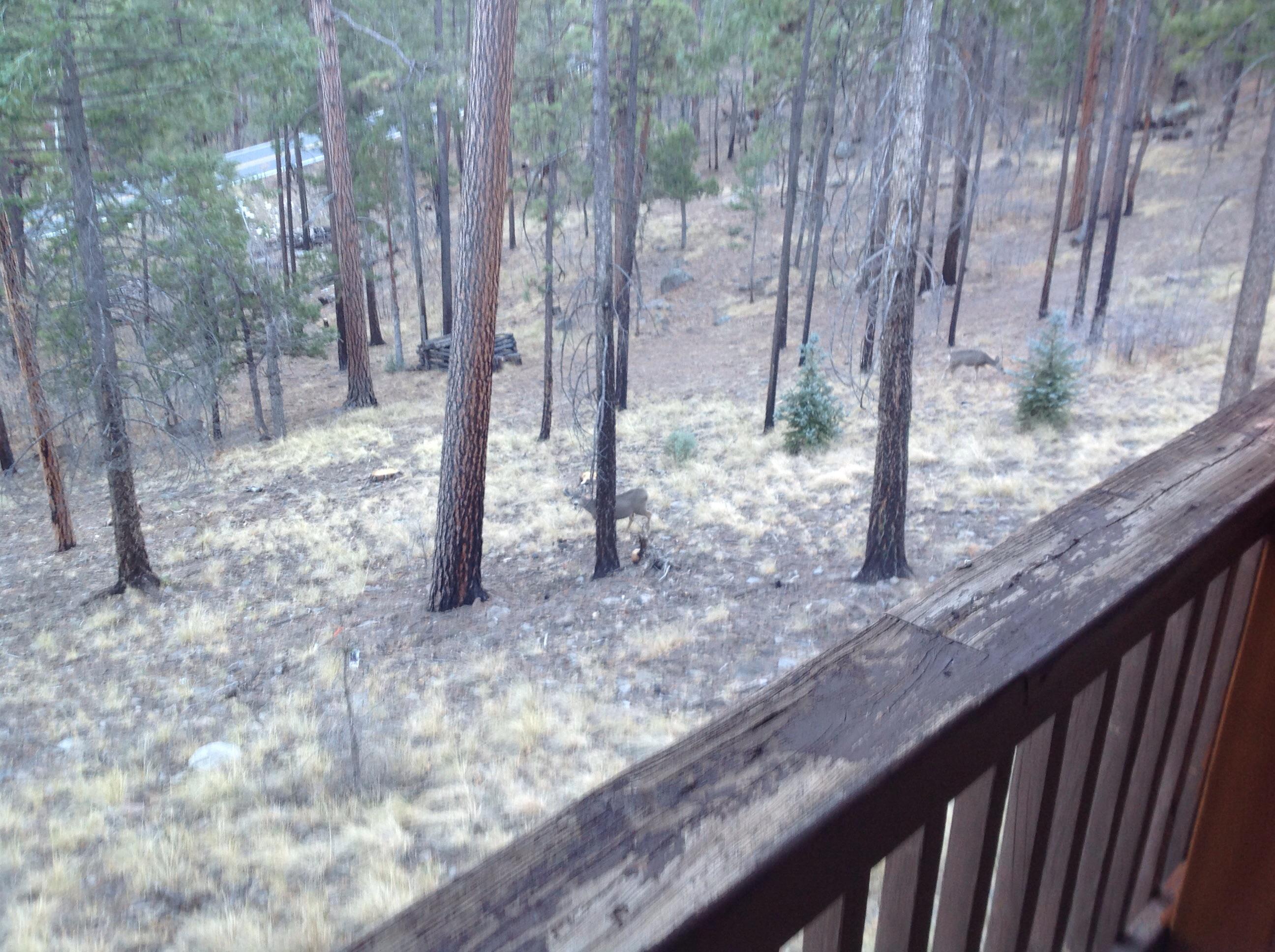 Reject pornography, embrace mule deer | Scrolller