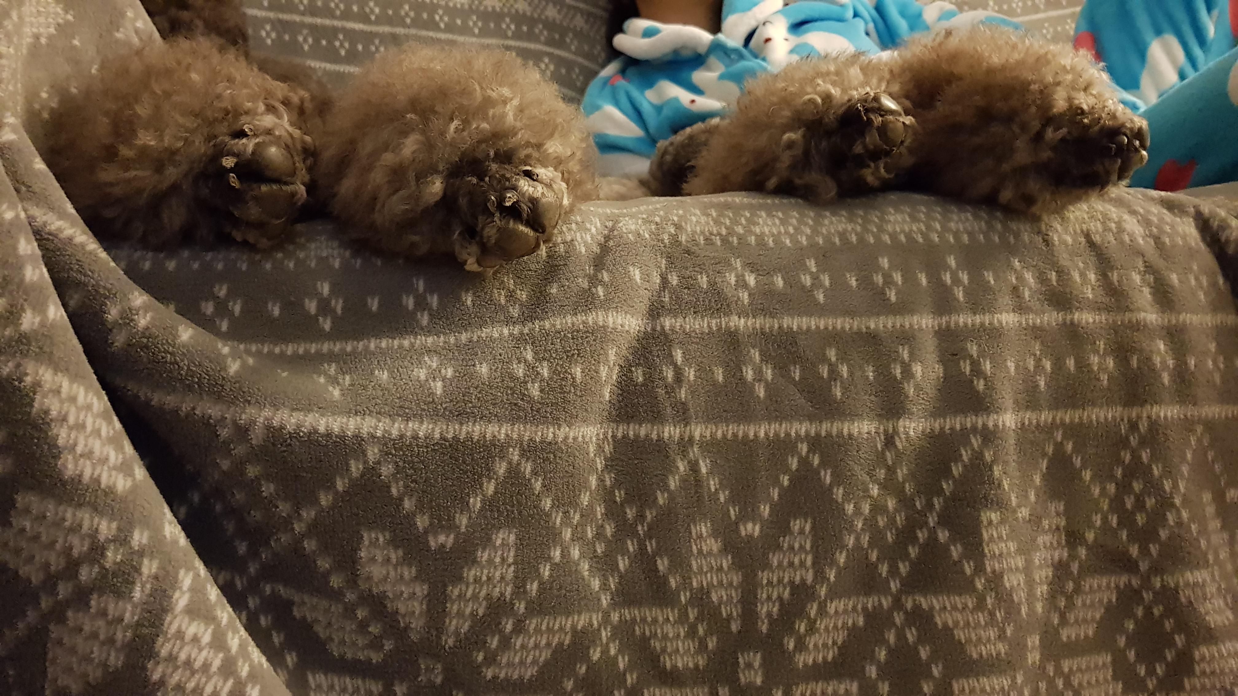 relaxing evening with Bob | Scrolller