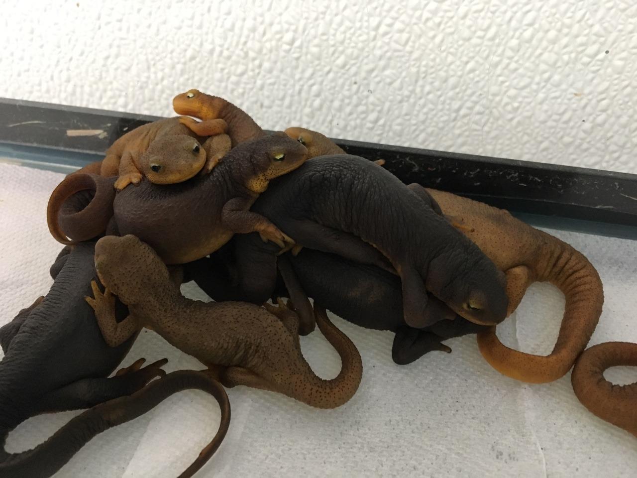 Reptile Puddle | Scrolller