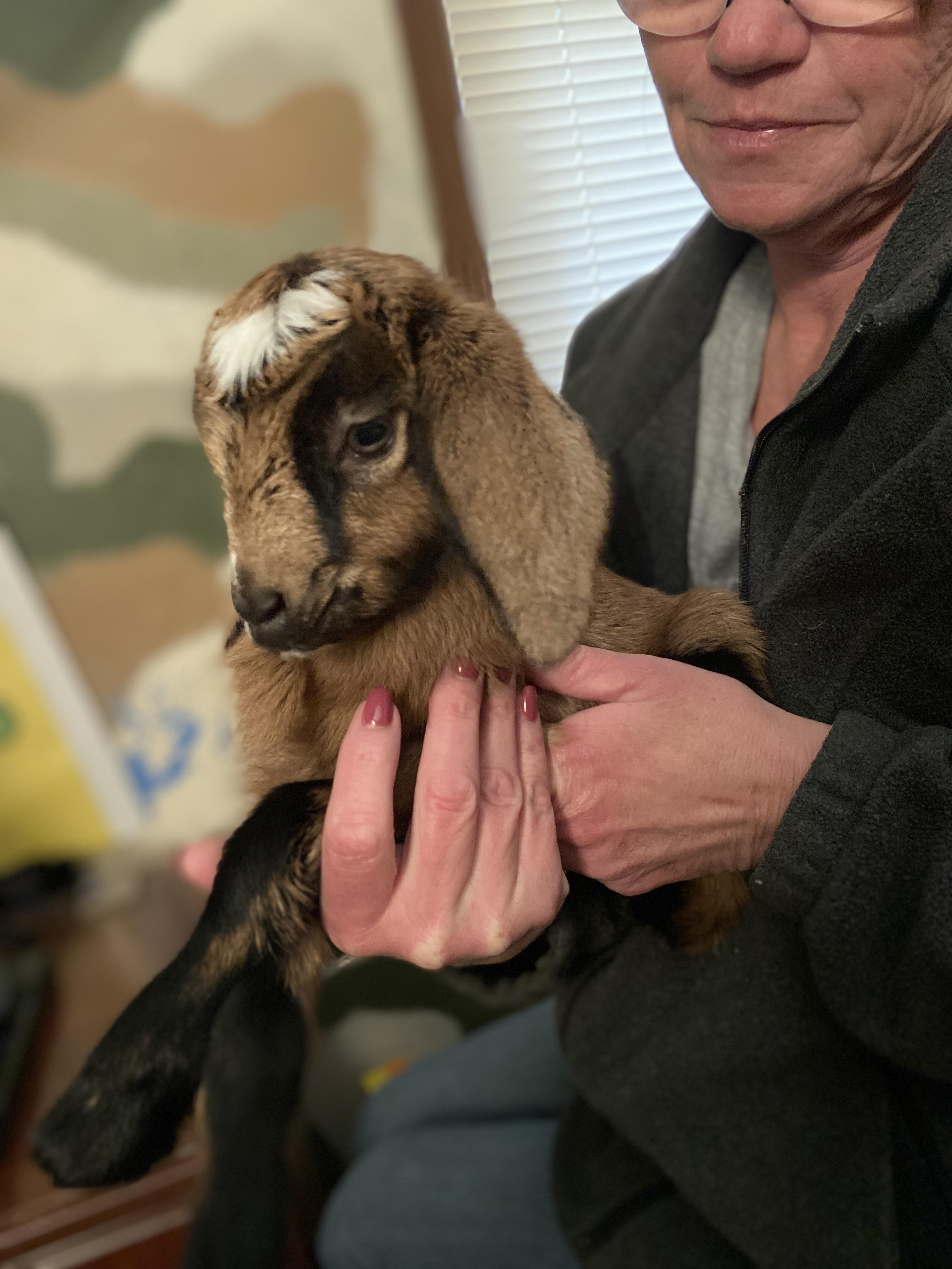Rescue Goat | Scrolller