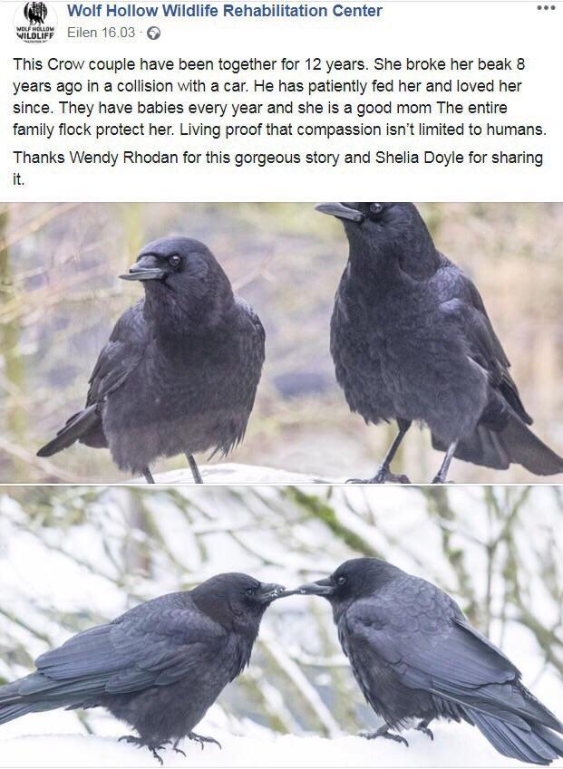 Respect the crows 👏💖 | Scrolller