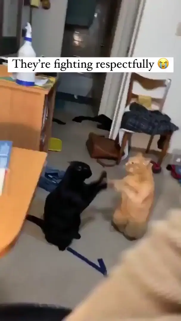 Respectfully Fighting | Scrolller