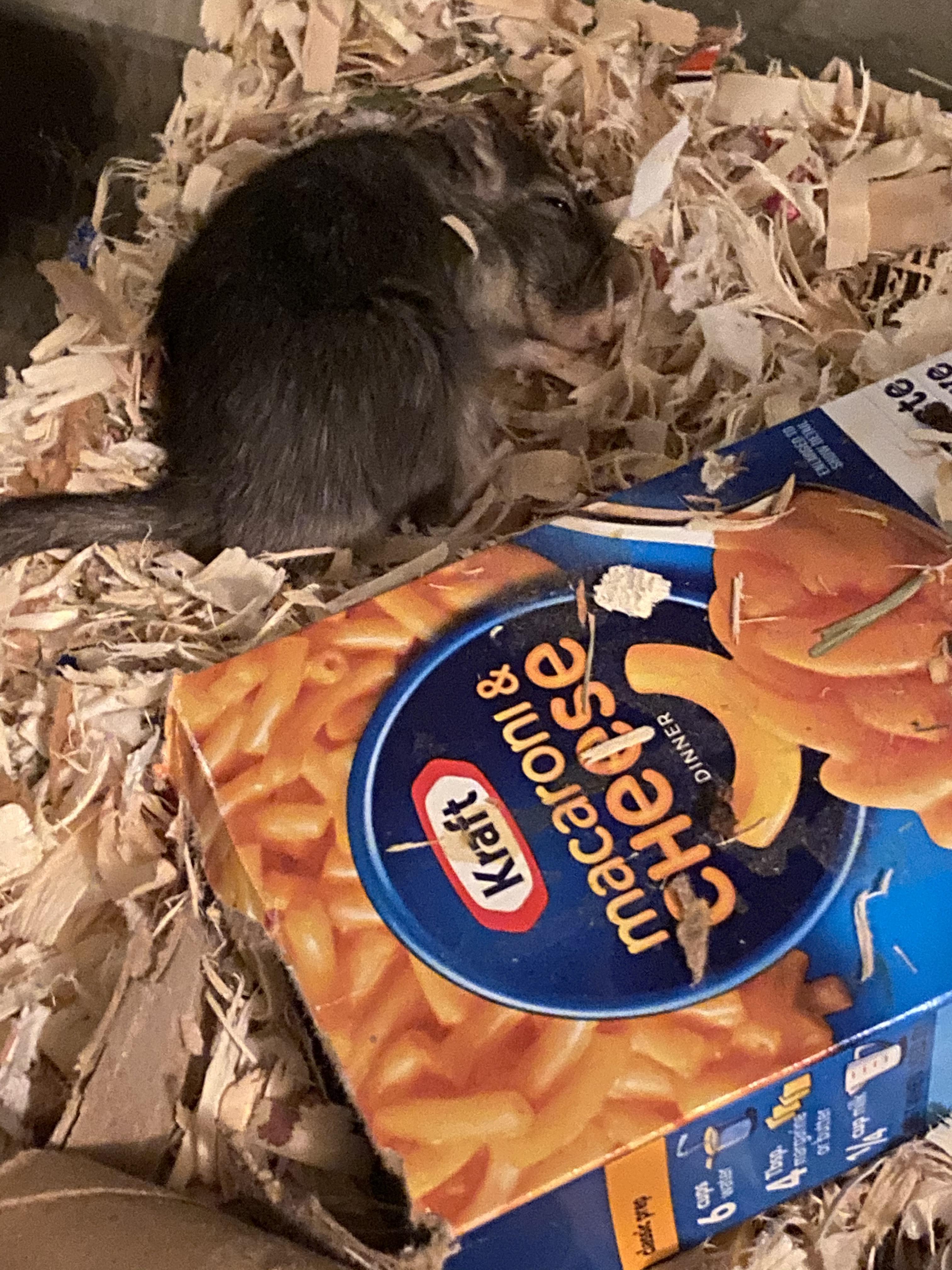 Resting old man | Scrolller