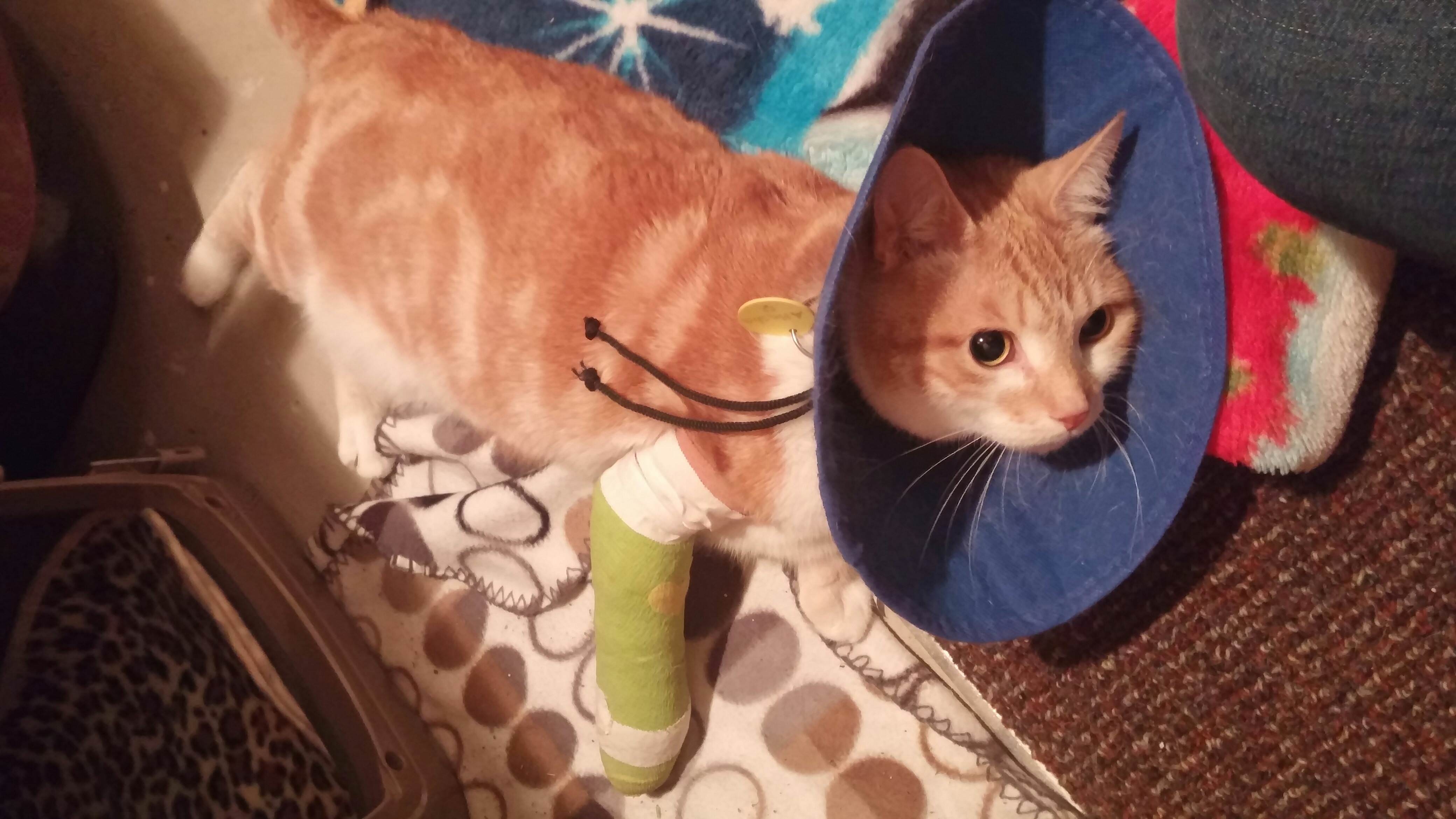 Rethinking all her life decisions that led her to the cone. | Scrolller