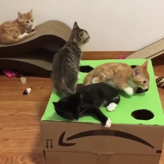 Reverse whack-a-kitty | Scrolller