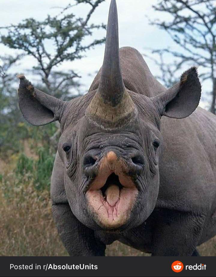 Rhino pog | Scrolller