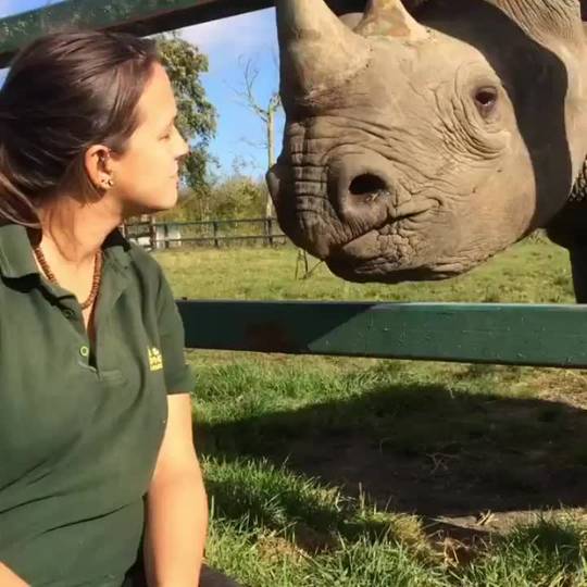 Rhino smooches | Scrolller